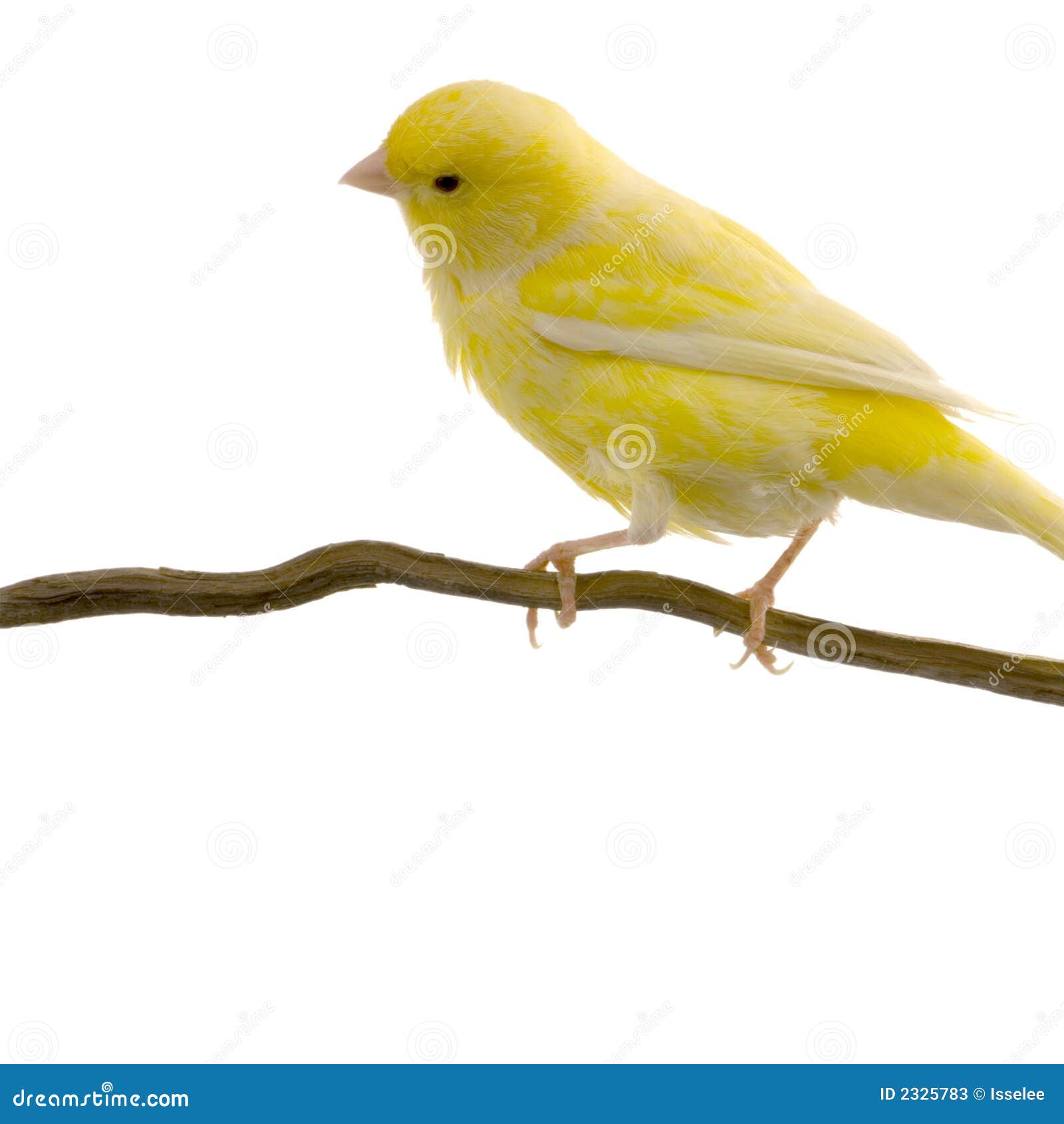 Canari jaune sur sa perche image stock. Image du docile - 2325783