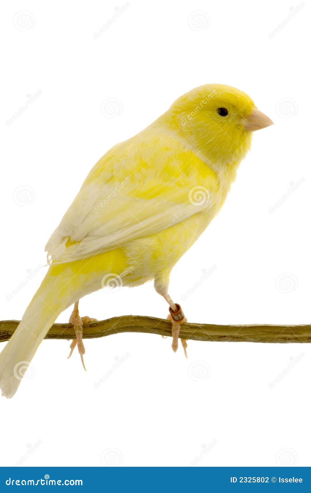 Canari jaune sur sa perche photo stock. Image du tête - 2325802