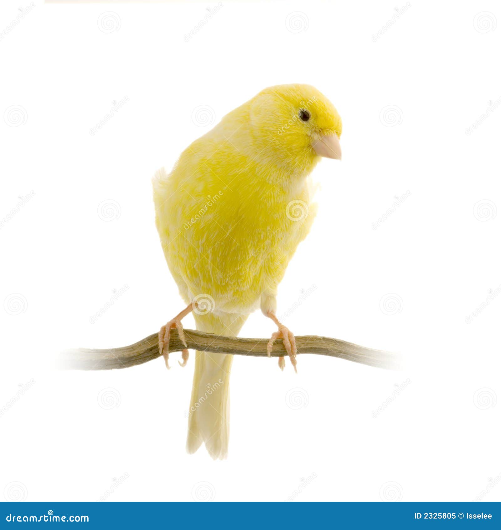 Canari jaune sur sa perche image stock. Image du blanc - 2325805