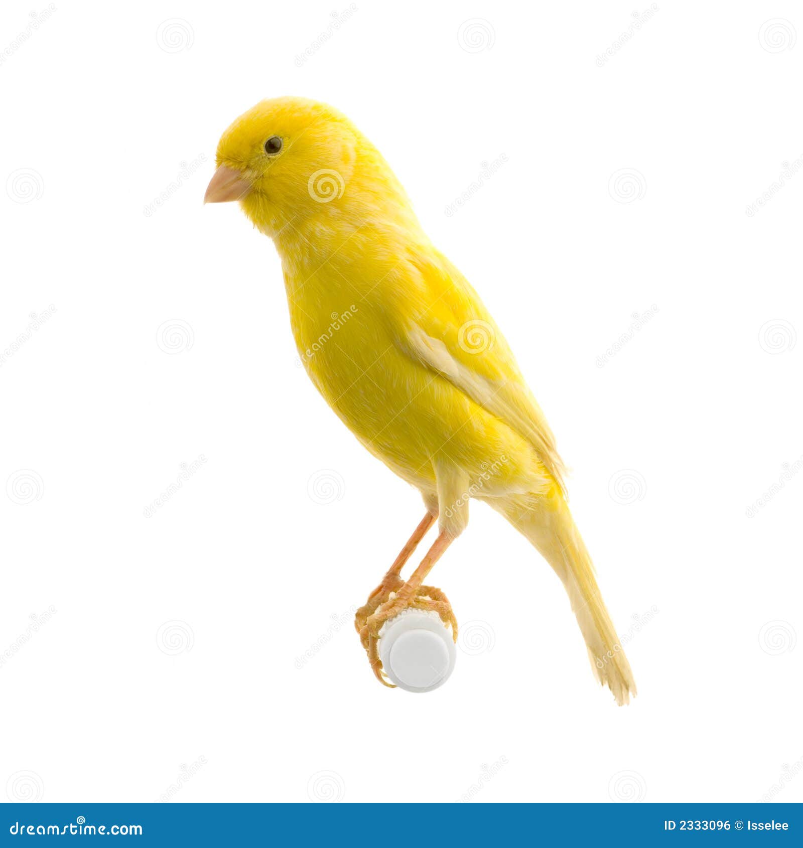 Canari jaune sur sa perche photo stock. Image du isolement - 2333096