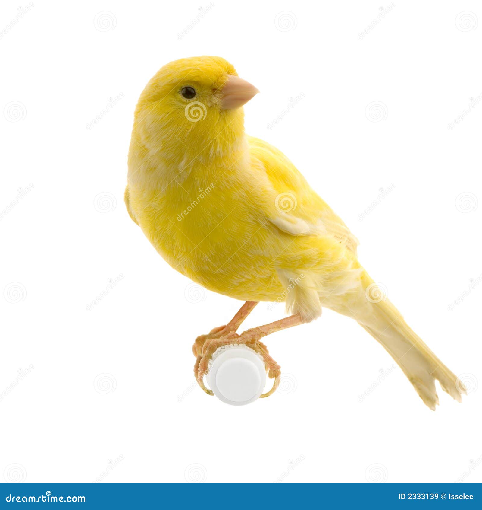 Canari jaune sur sa perche image stock. Image du mignon - 2333139
