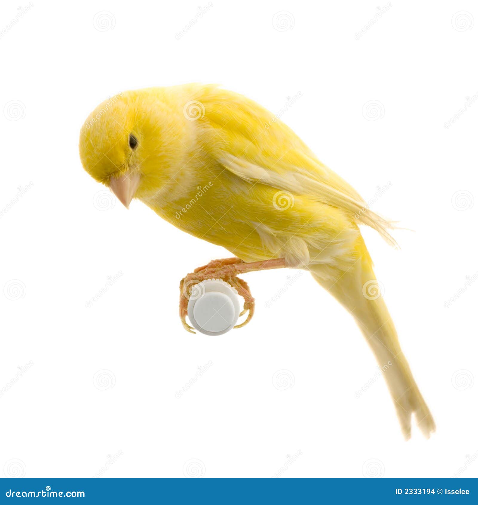 Canari jaune sur sa perche photo stock. Image of perroquet - 2333194