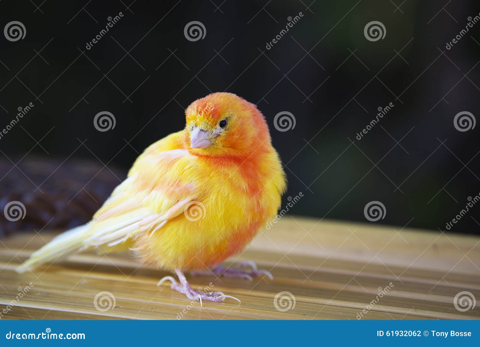 Canari rouge de facteur photo stock. Image du changer - 61932062