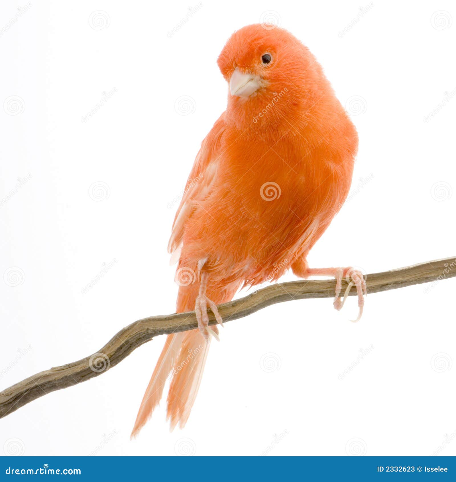 Canari rouge sur sa perche image stock. Image du canari - 2332623