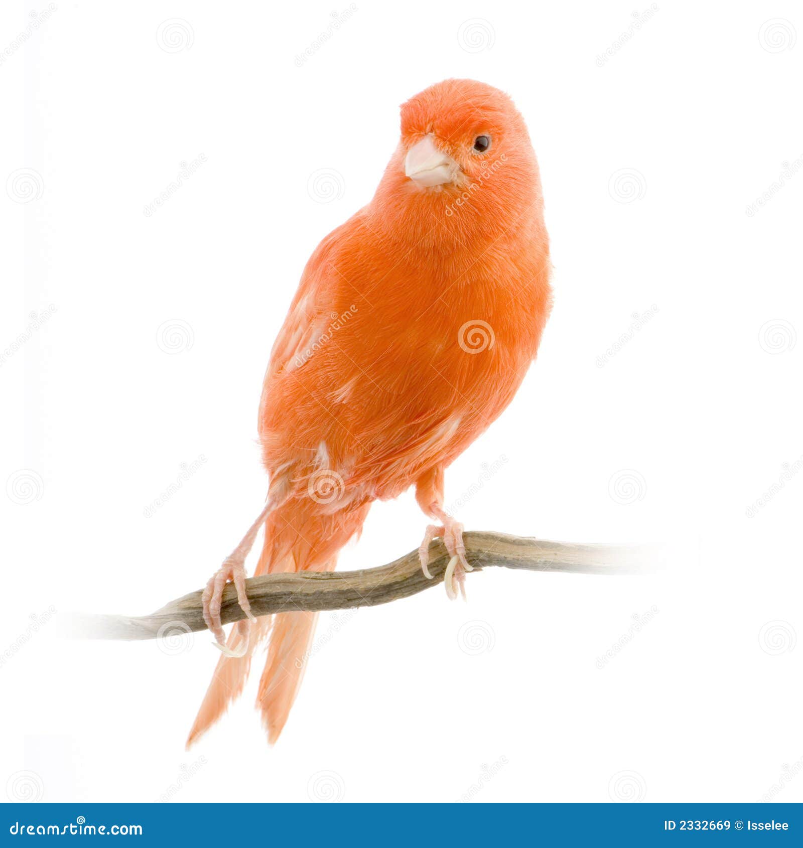 Canari rouge sur sa perche image stock. Image du domestique - 2332669