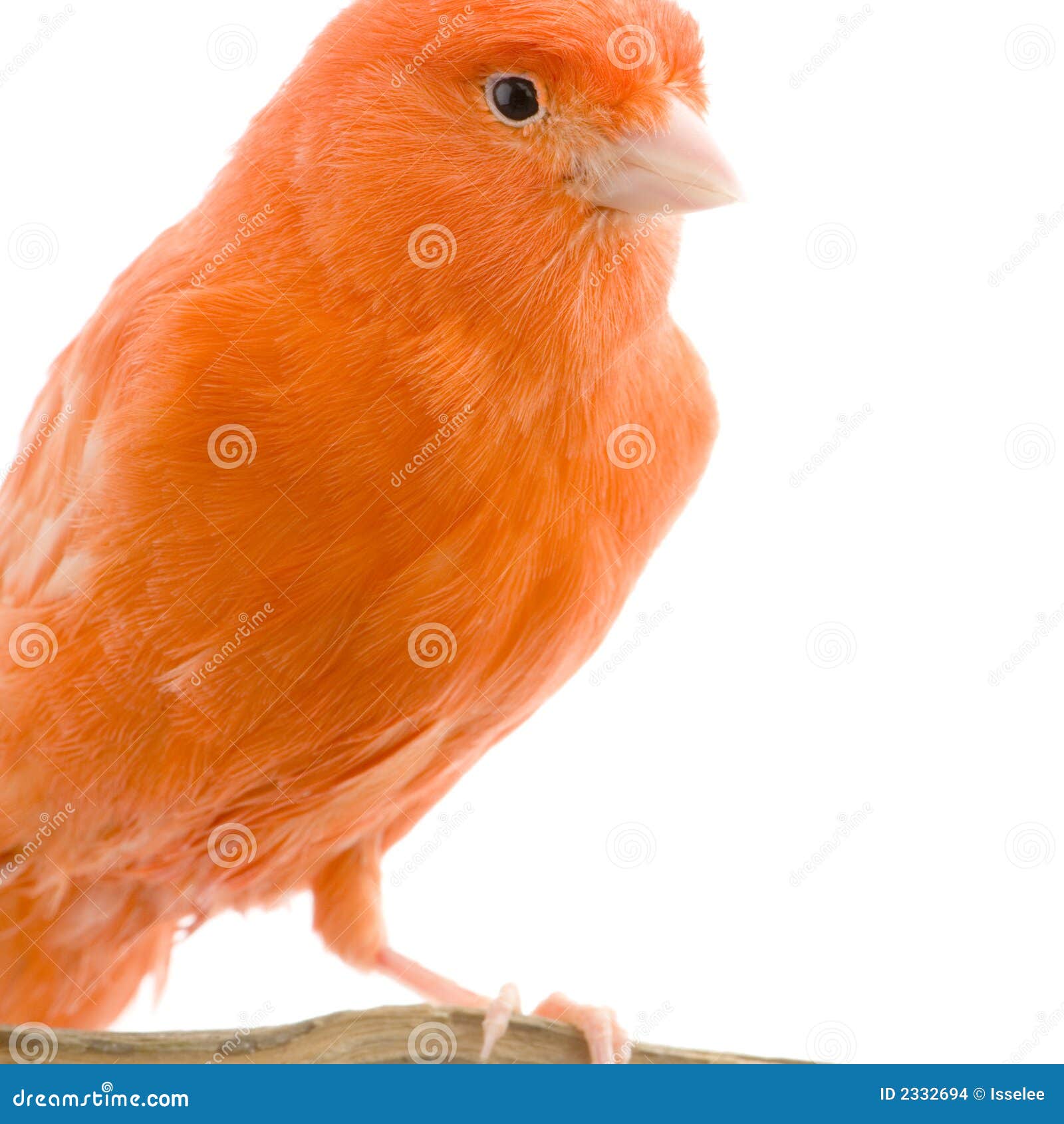 Canari rouge sur sa perche photo stock. Image du animal - 2332694