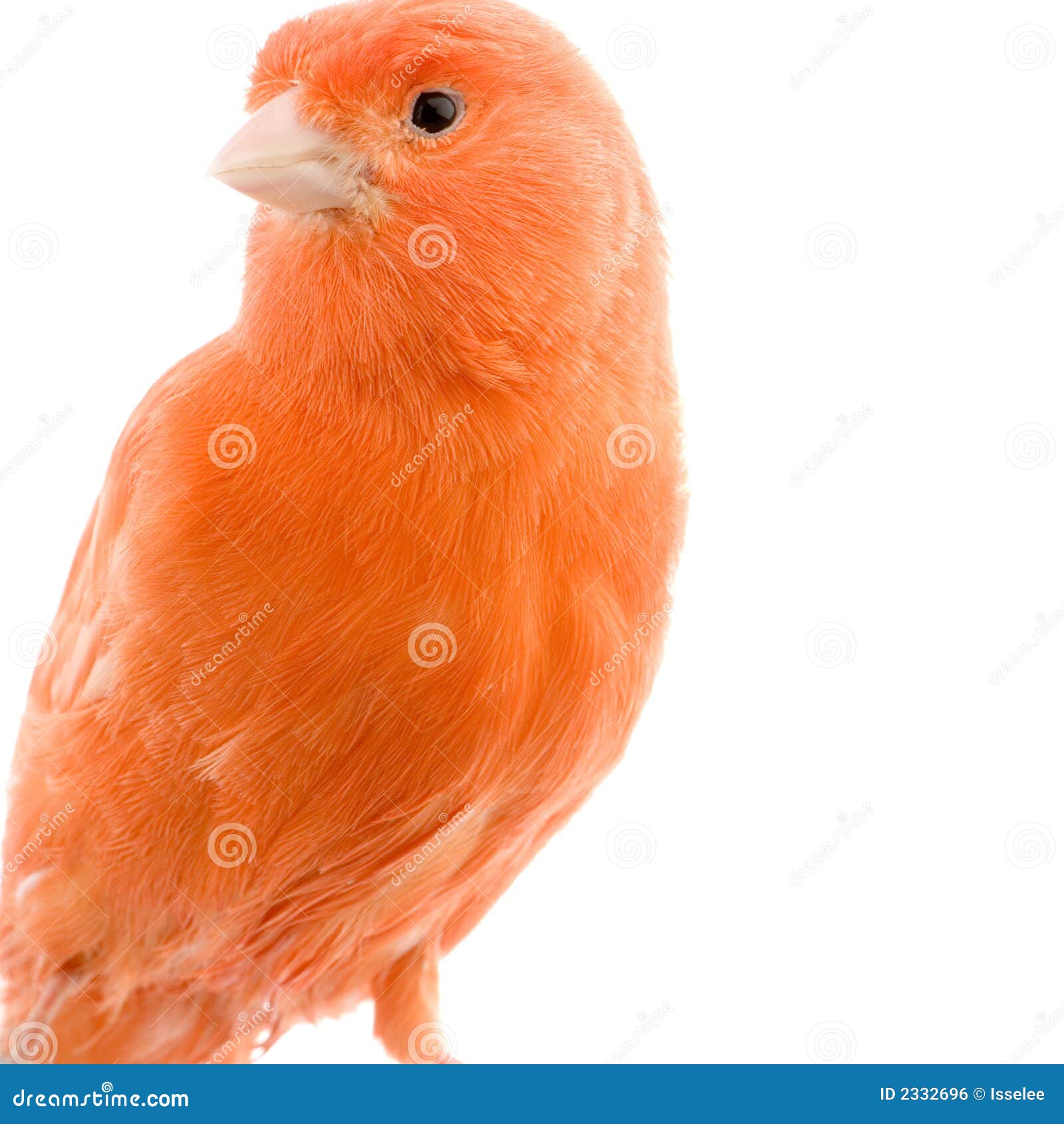 Canari rouge sur sa perche photo stock. Image du perroquet - 2332696