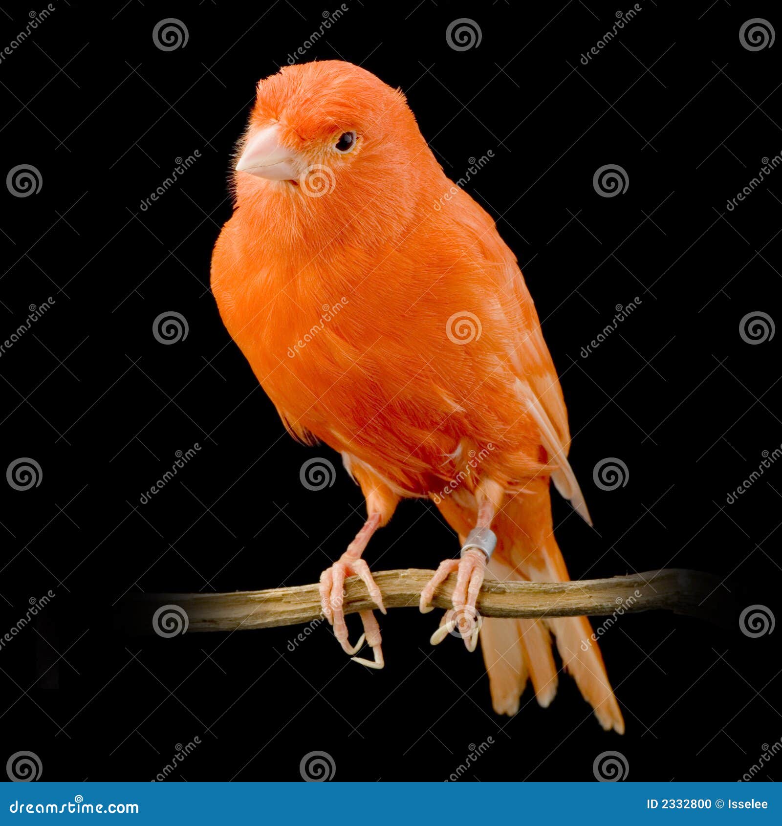 Canari rouge sur sa perche photo stock. Image du docile - 2332800