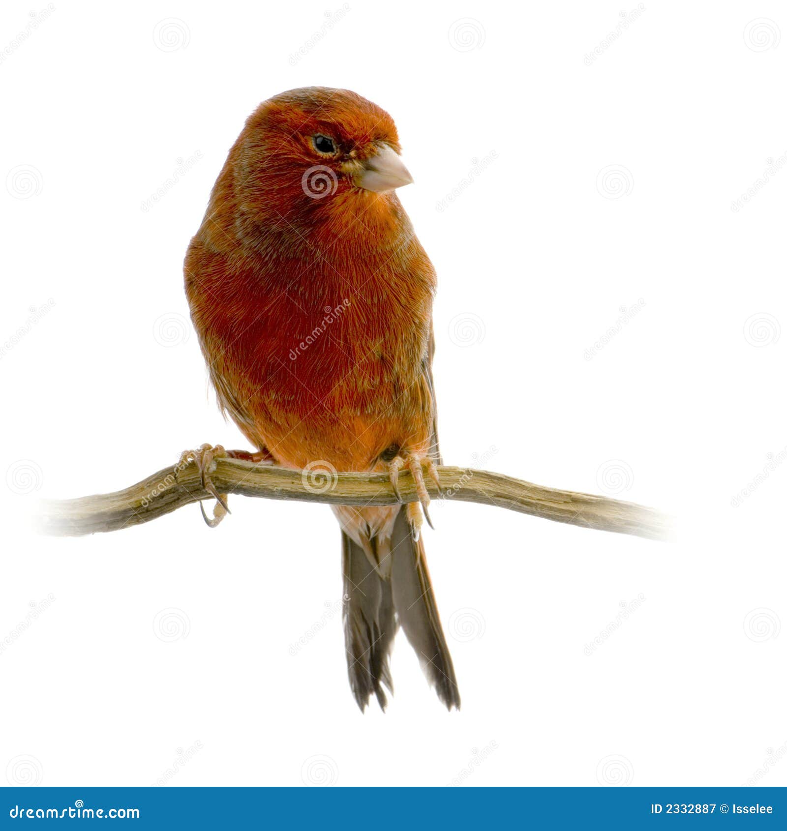 Canari rouge sur sa perche image stock. Image du animal - 2332887