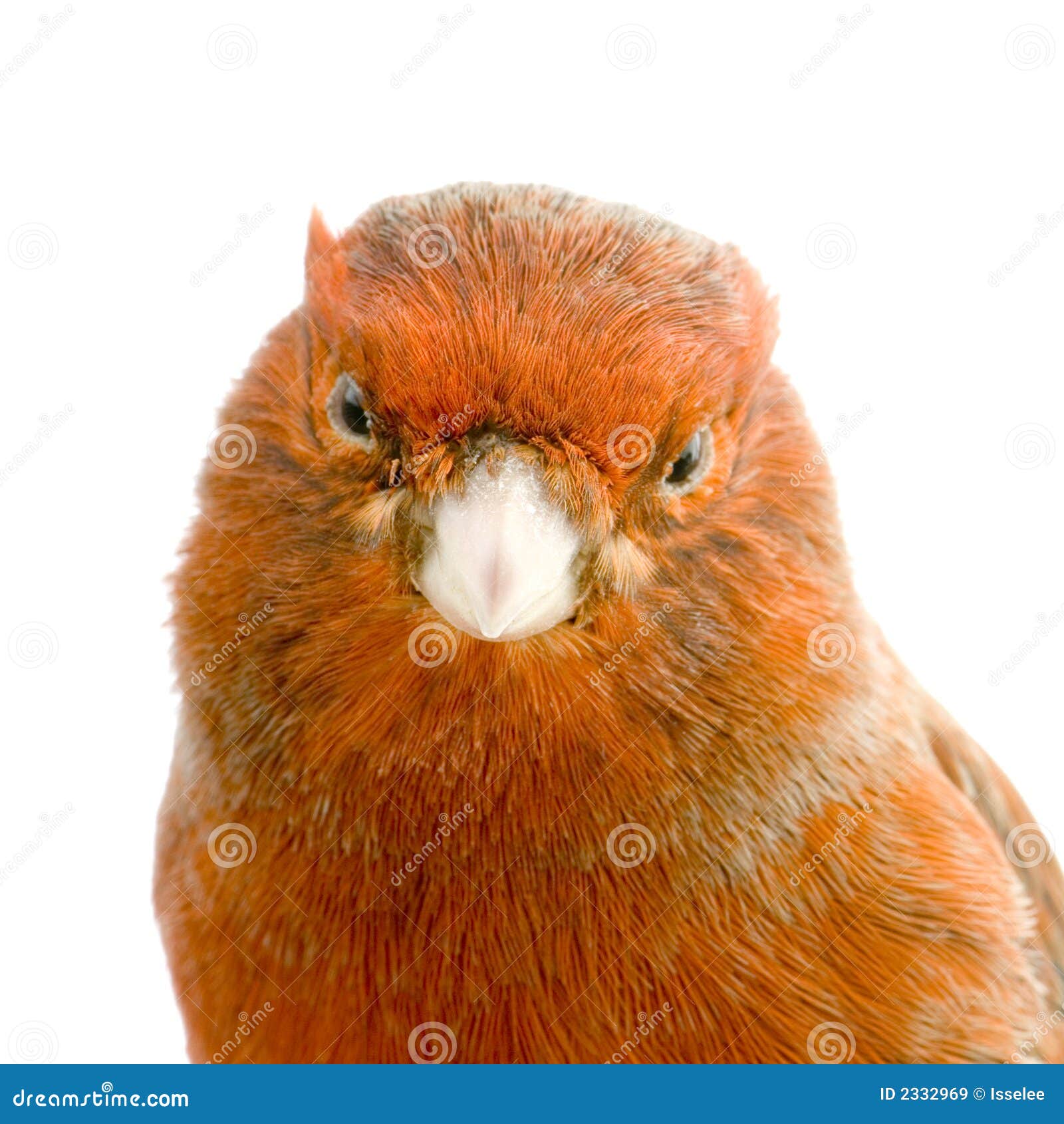 Canari Rouge Sur Sa Perche Stock Photos - Download 43 Images