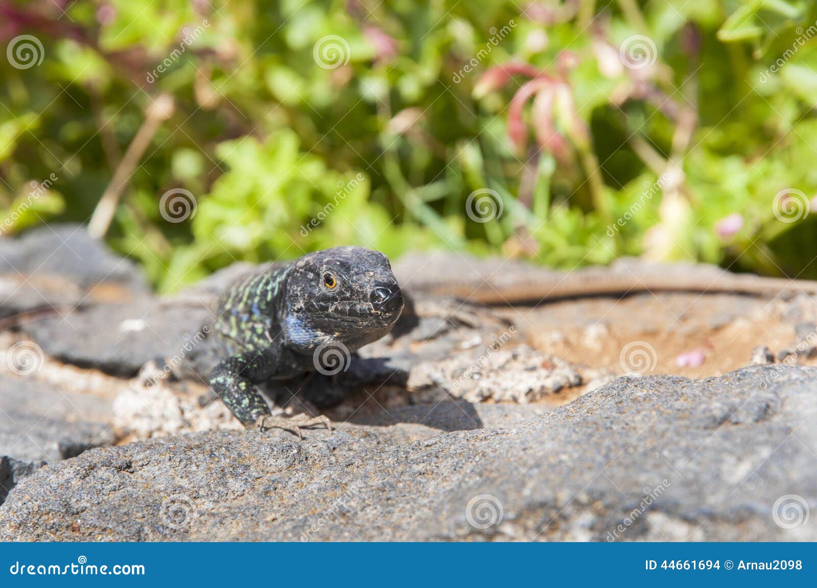 Canarian lizard basking stock photo. Image of fauna, nature - 44661694