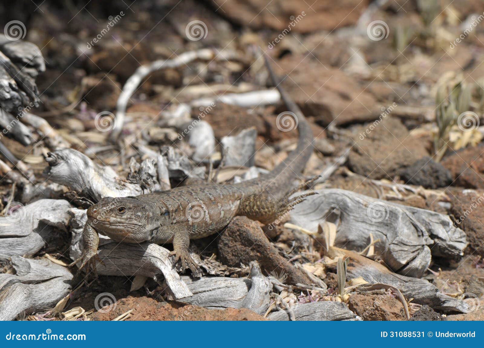 Canarian lizard stock image. Image of brown, canarian - 31088531