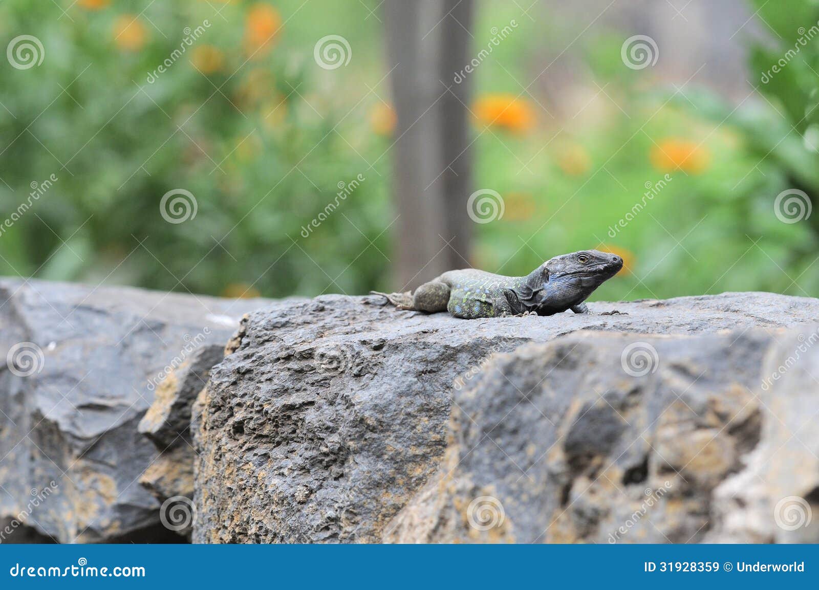 Canarian Lizard stock image. Image of climbing, lizard - 31928359
