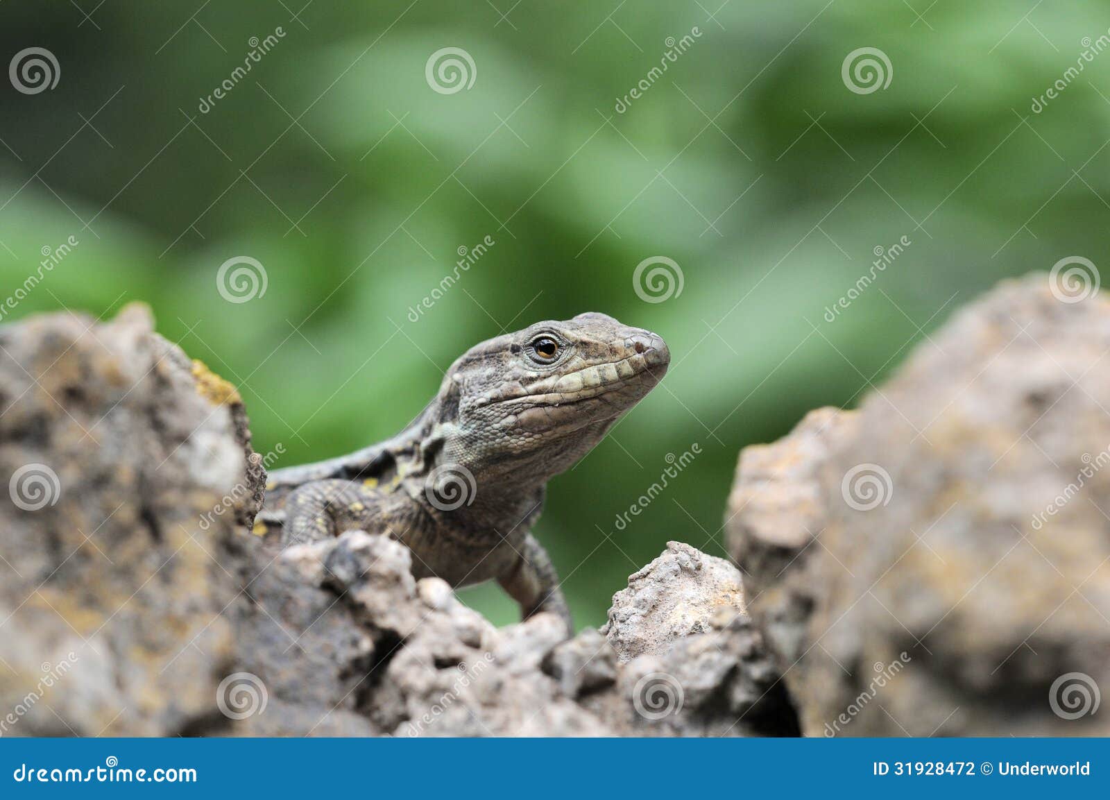 Canarian Lizard stock photo. Image of macro, orange, full - 31928472