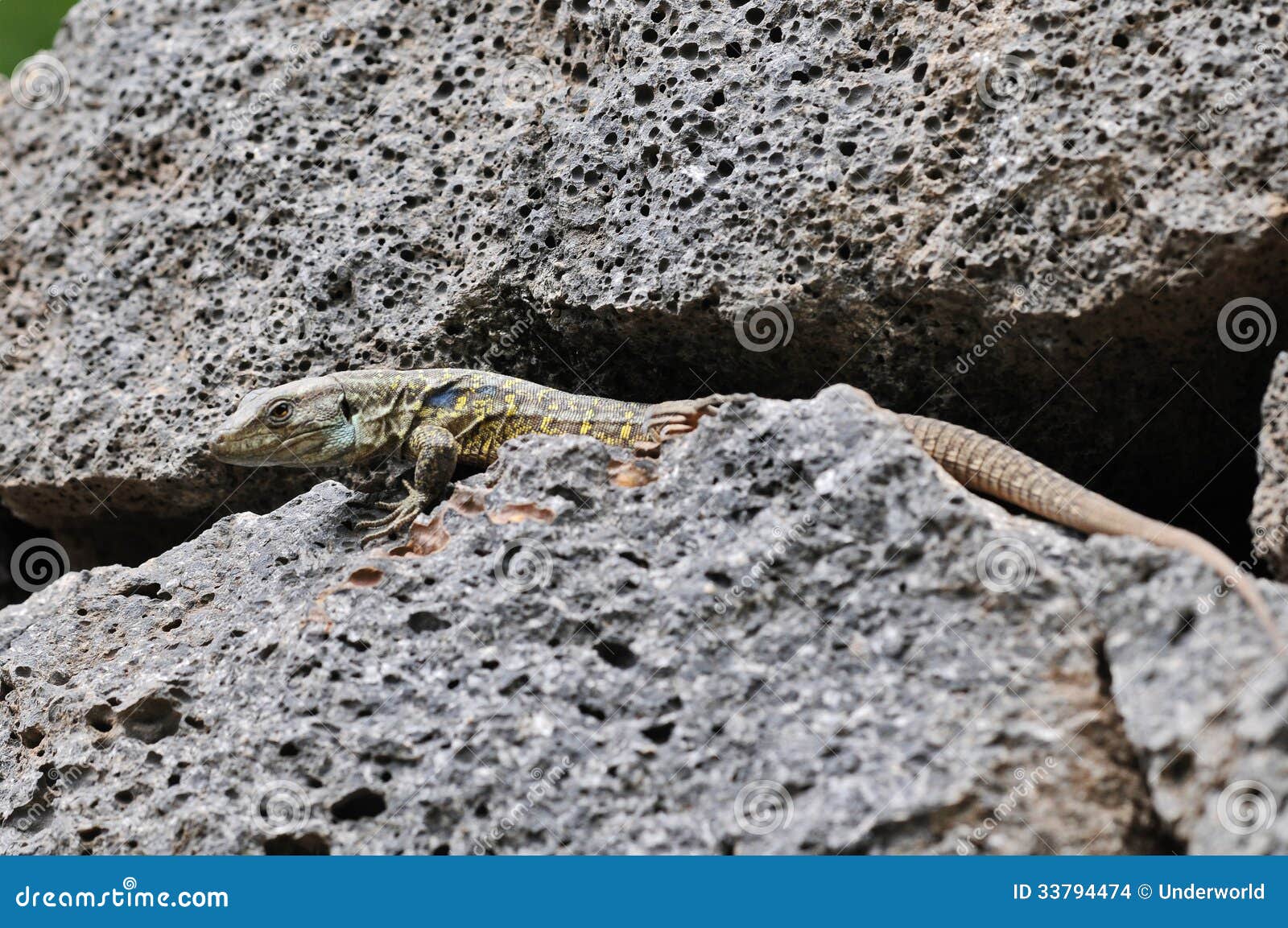 Canarian Lizard stock photo. Image of life, climbing - 33794474