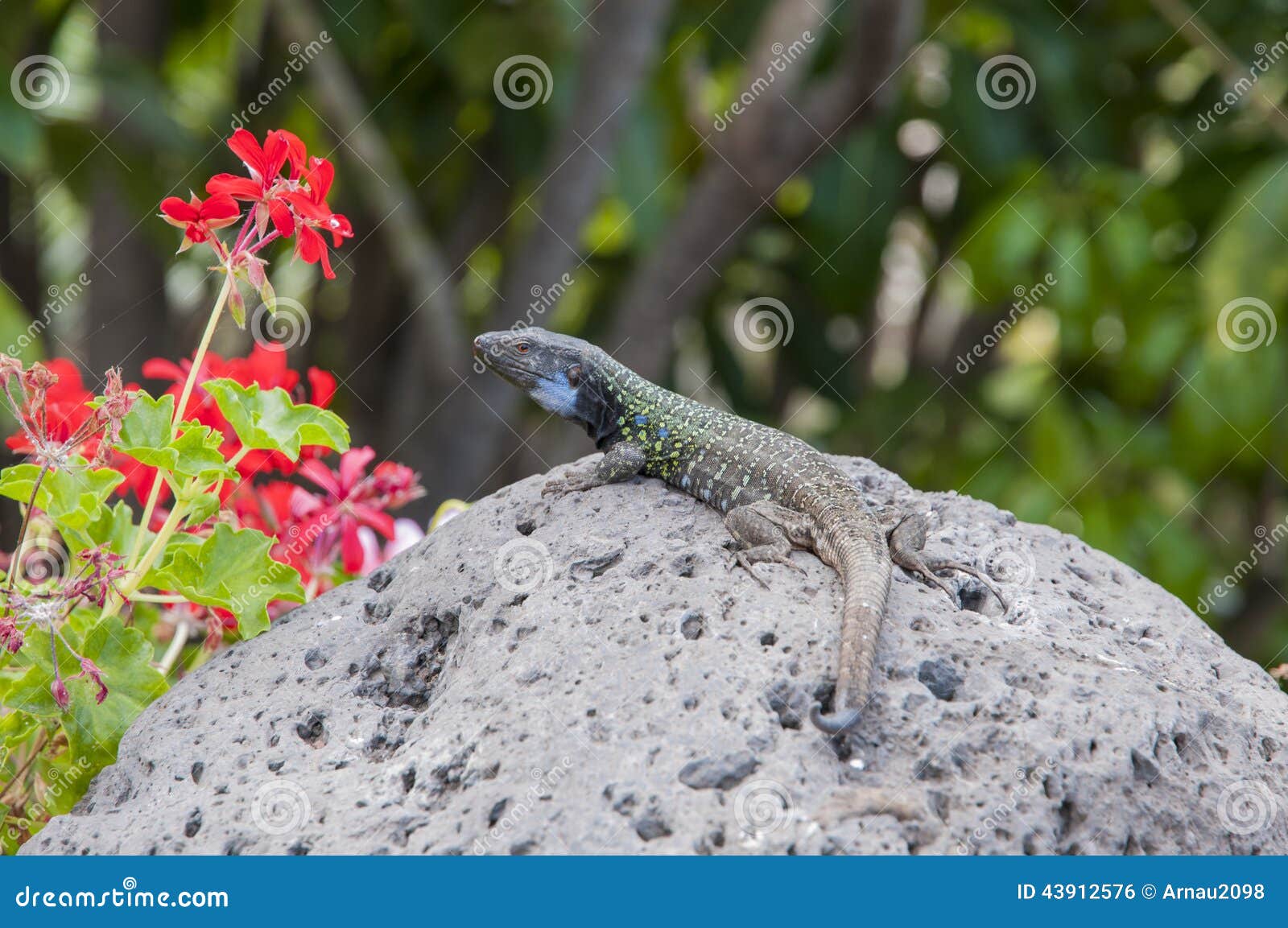 Canarian lizard stock photo. Image of eyes, beautiful - 43912576