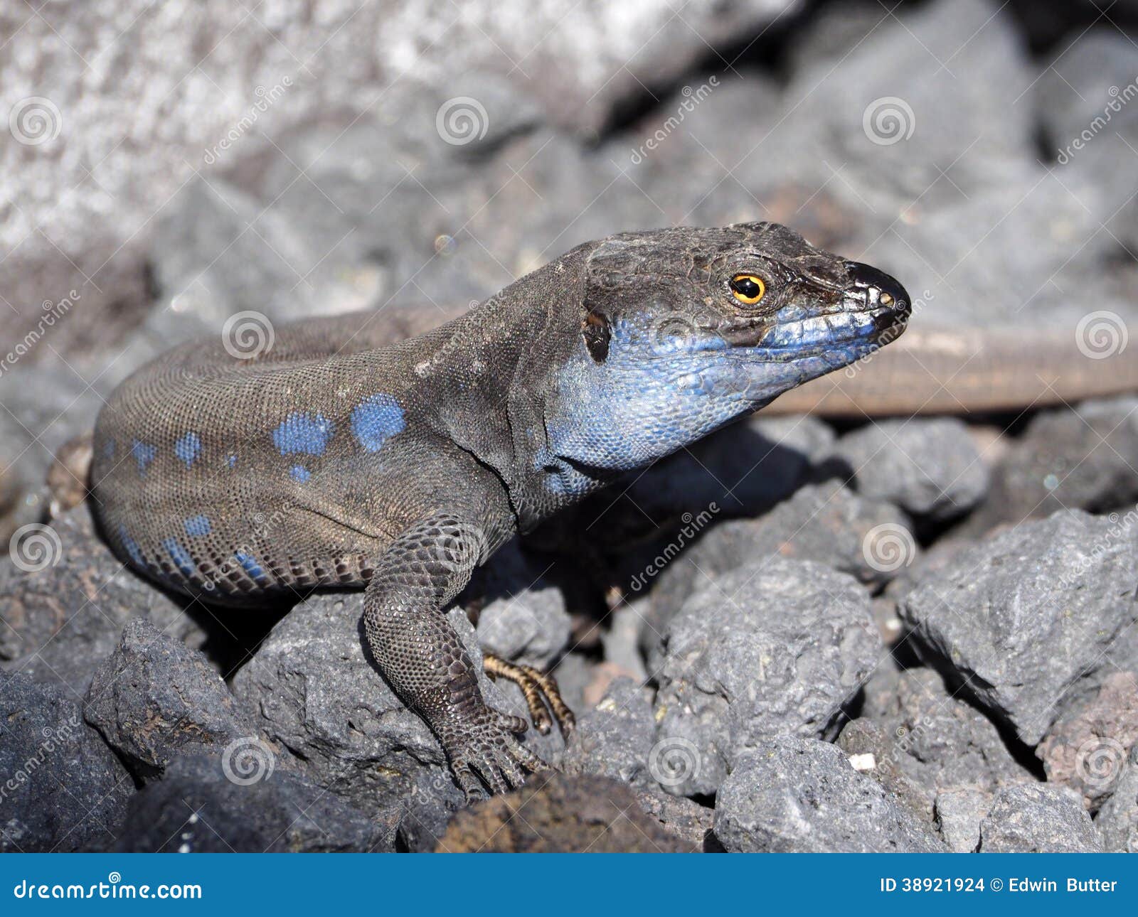 Canarian Lizard stock photo. Image of canary, canarian - 38921924