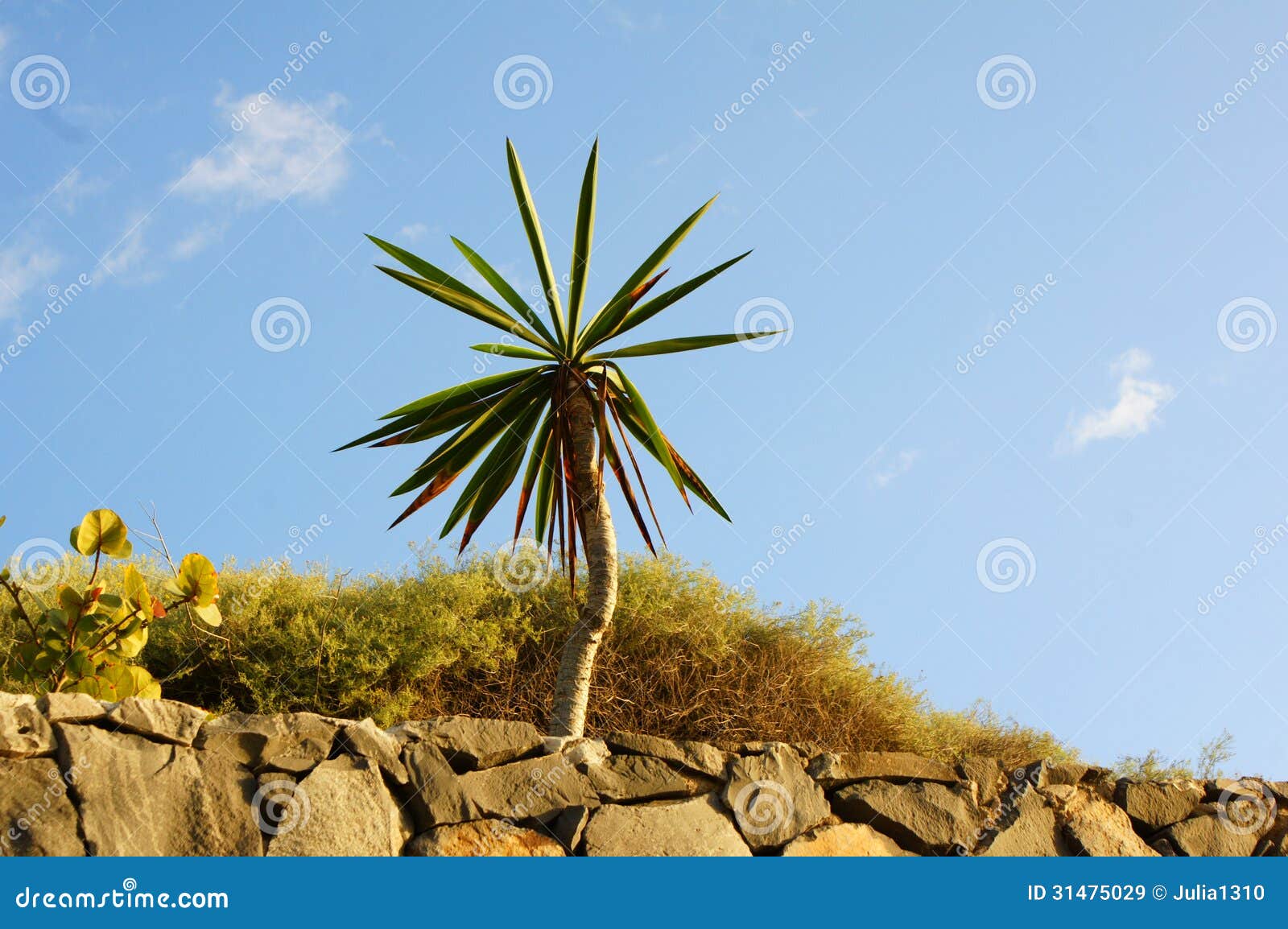 Canarian plant stock image. Image of resort, canary, islands - 31475029