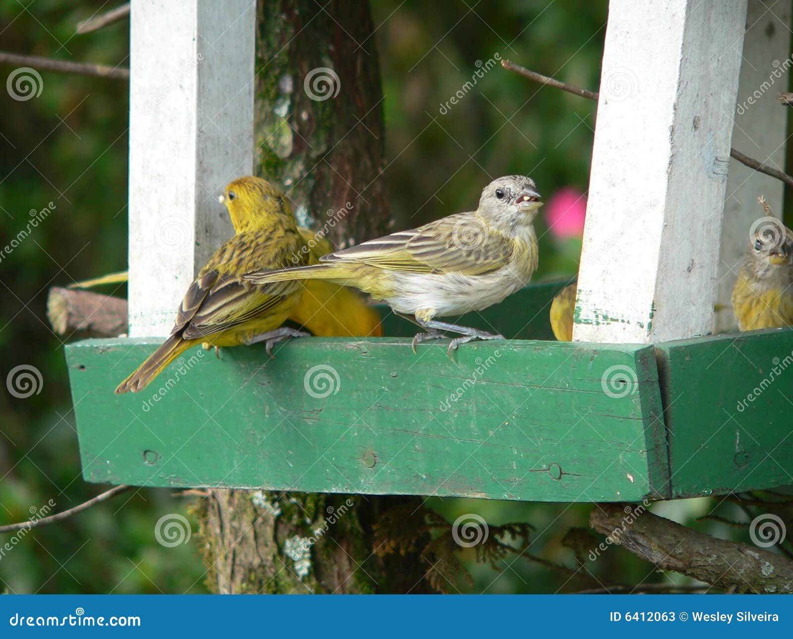 Canaries stock image. Image of yellow, tree, finch, nail - 6412063