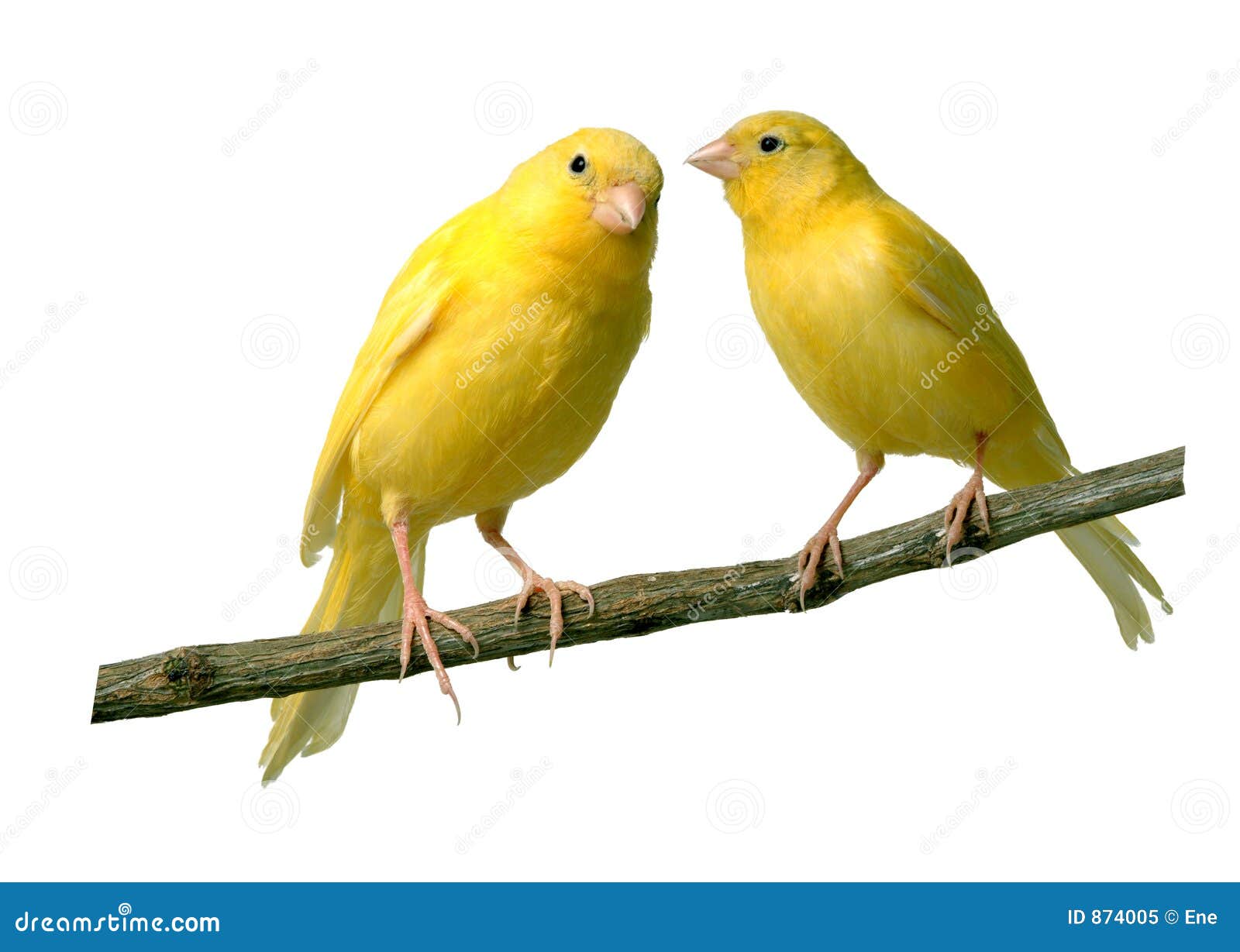 Canaries stock image. Image of gift, talk, friend, warbling - 874005
