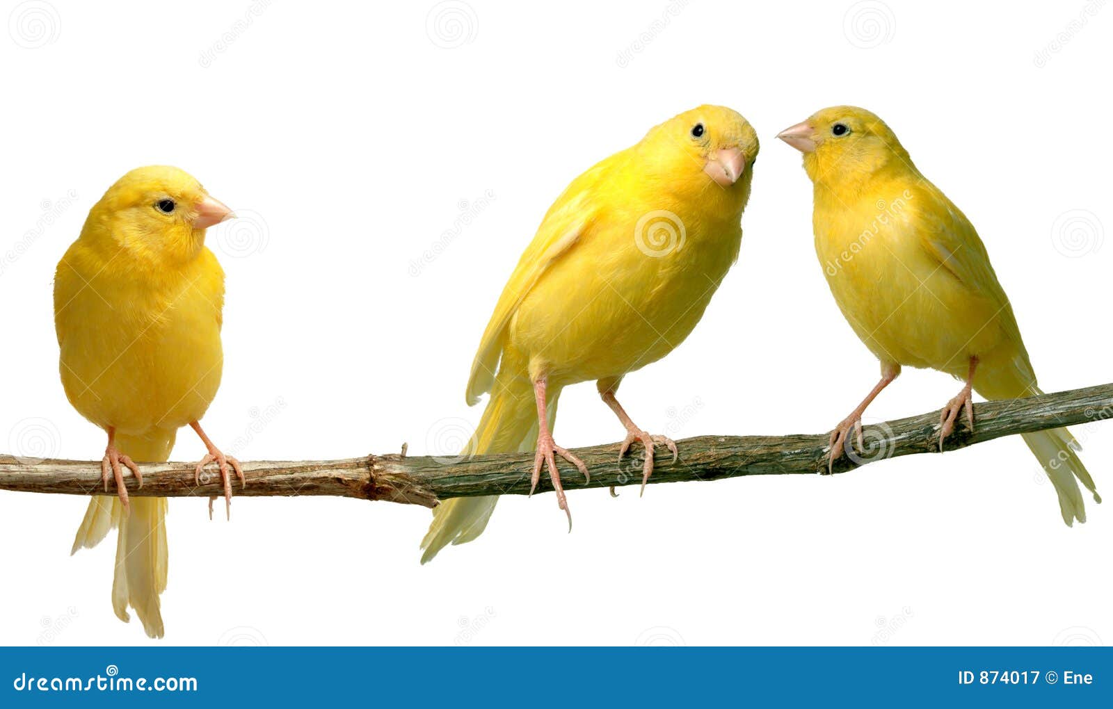 Canaries stock image. Image of conversation, isolated, friendship - 874017