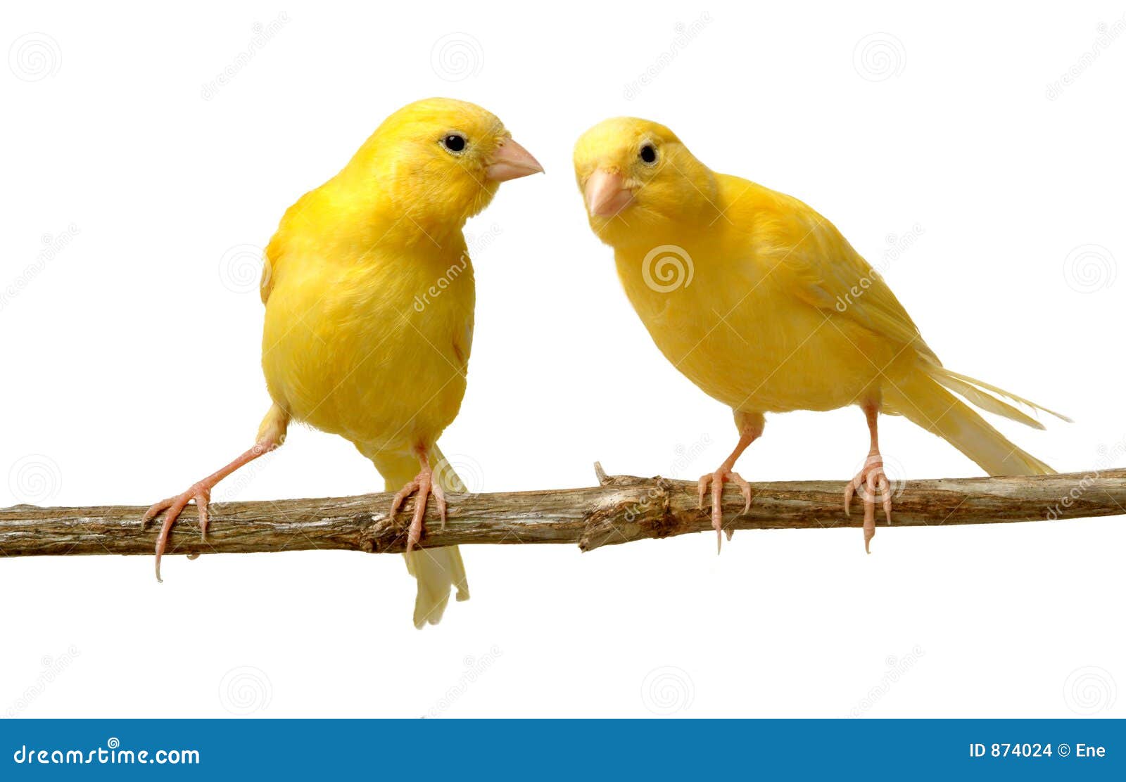 Canaries stock photo. Image of communication, sing, yellow - 874024
