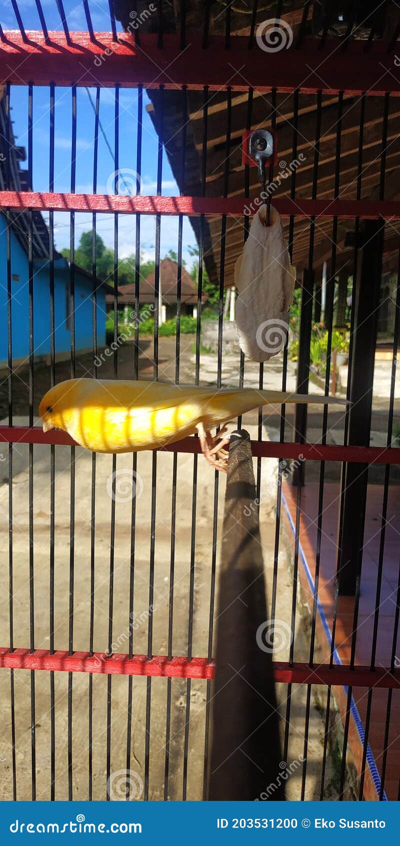 Canaries flying in a cage stock photo. Image of flying - 203531200