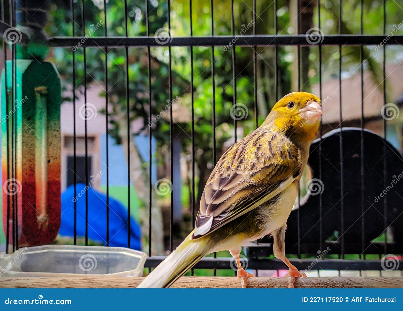 Canary Poses in a Cage after Chirping Stock Photo - Image of budidaya ...