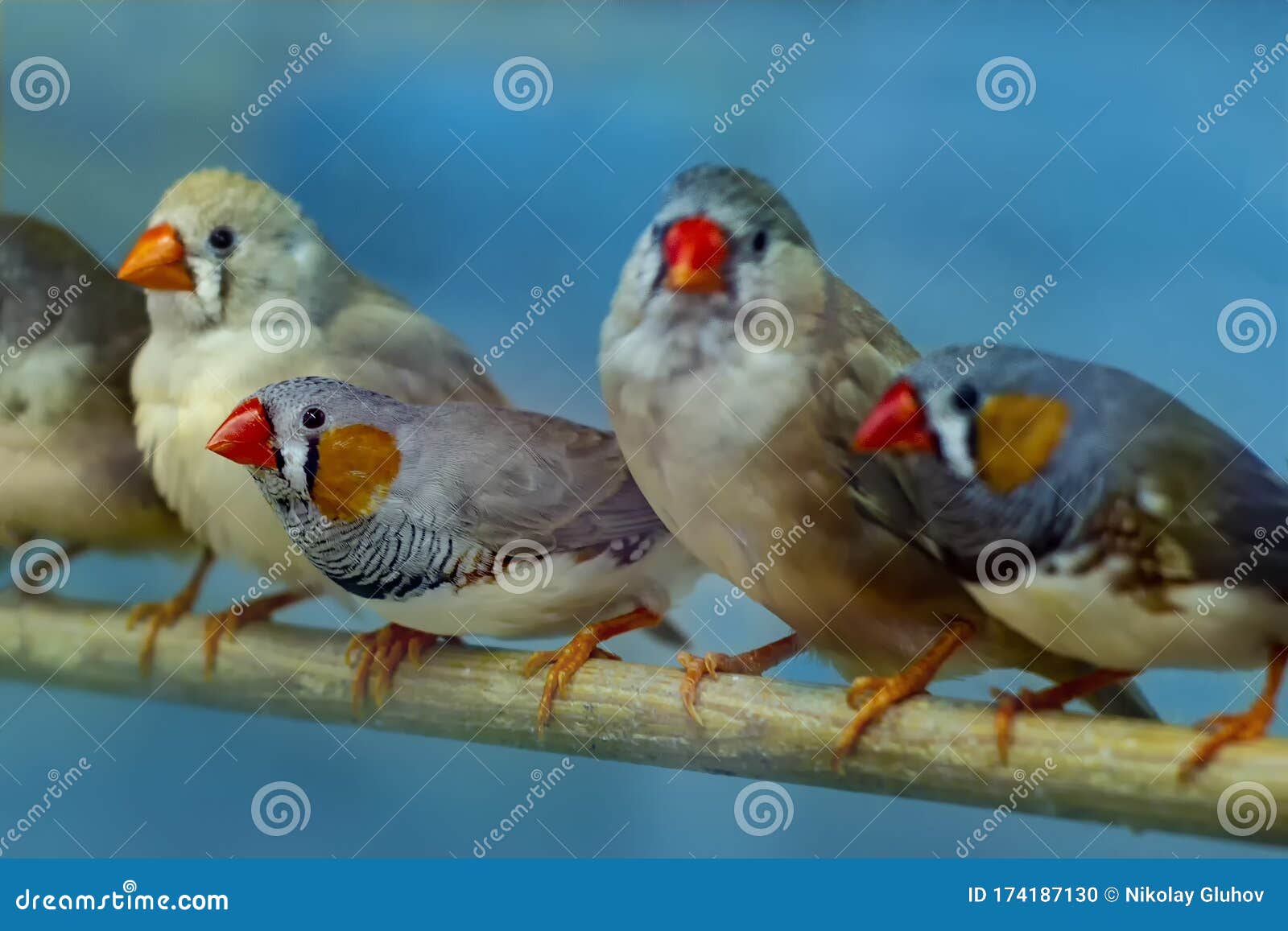 The Canaries are Sitting on a Perch. Front View Stock Photo - Image of ...