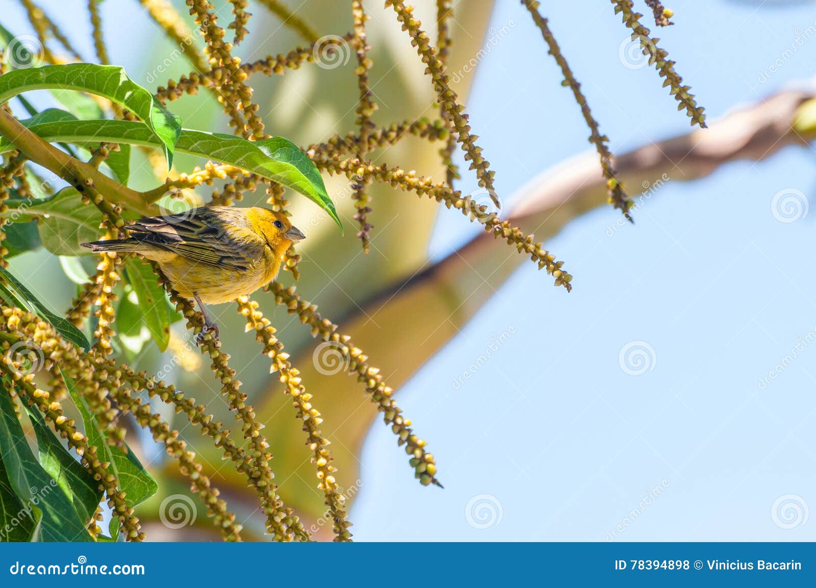 Canarinho Bird on a Branch of a Tree Stock Photo - Image of small ...