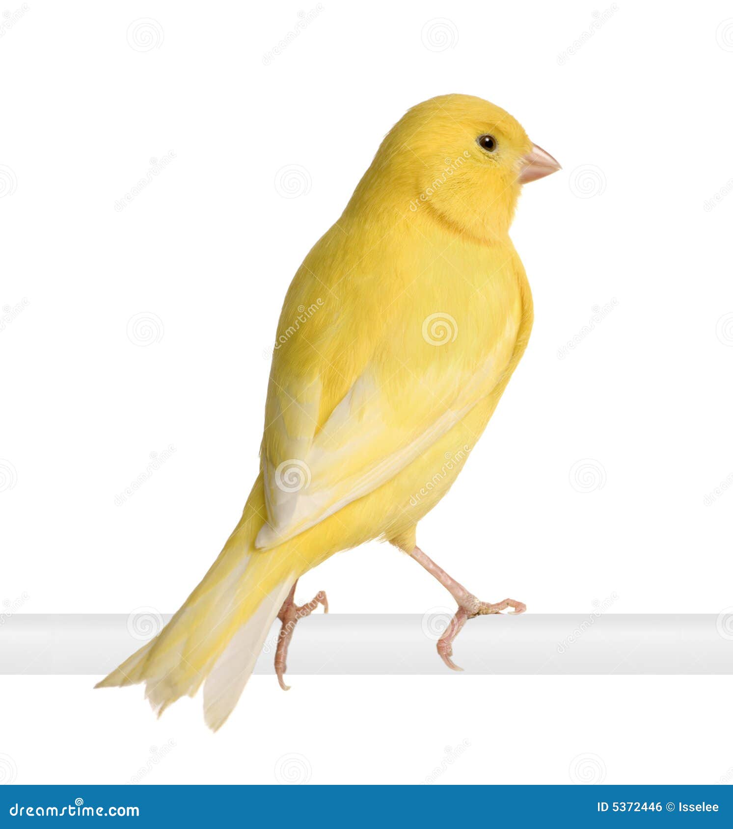 Canarino Giallo - Serinus Canaria Sulla Sua Perchia Fotografia Stock ...