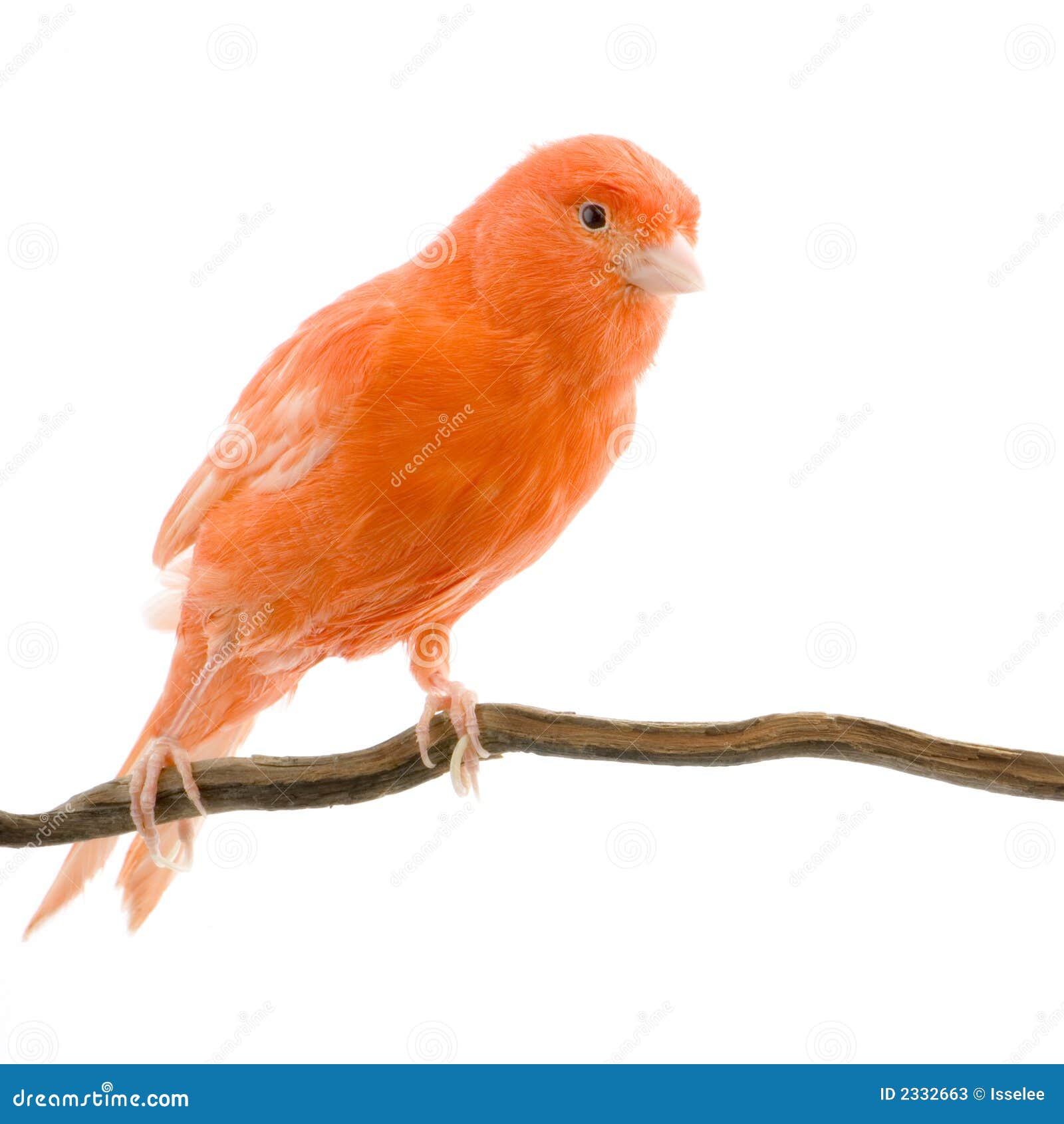 Canario rojo en su perca imagen de archivo. Imagen de rojo - 2332663
