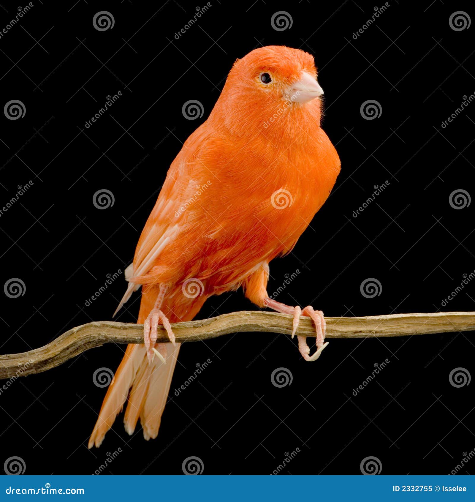 Canario rojo en su perca imagen de archivo. Imagen de canario - 2332755