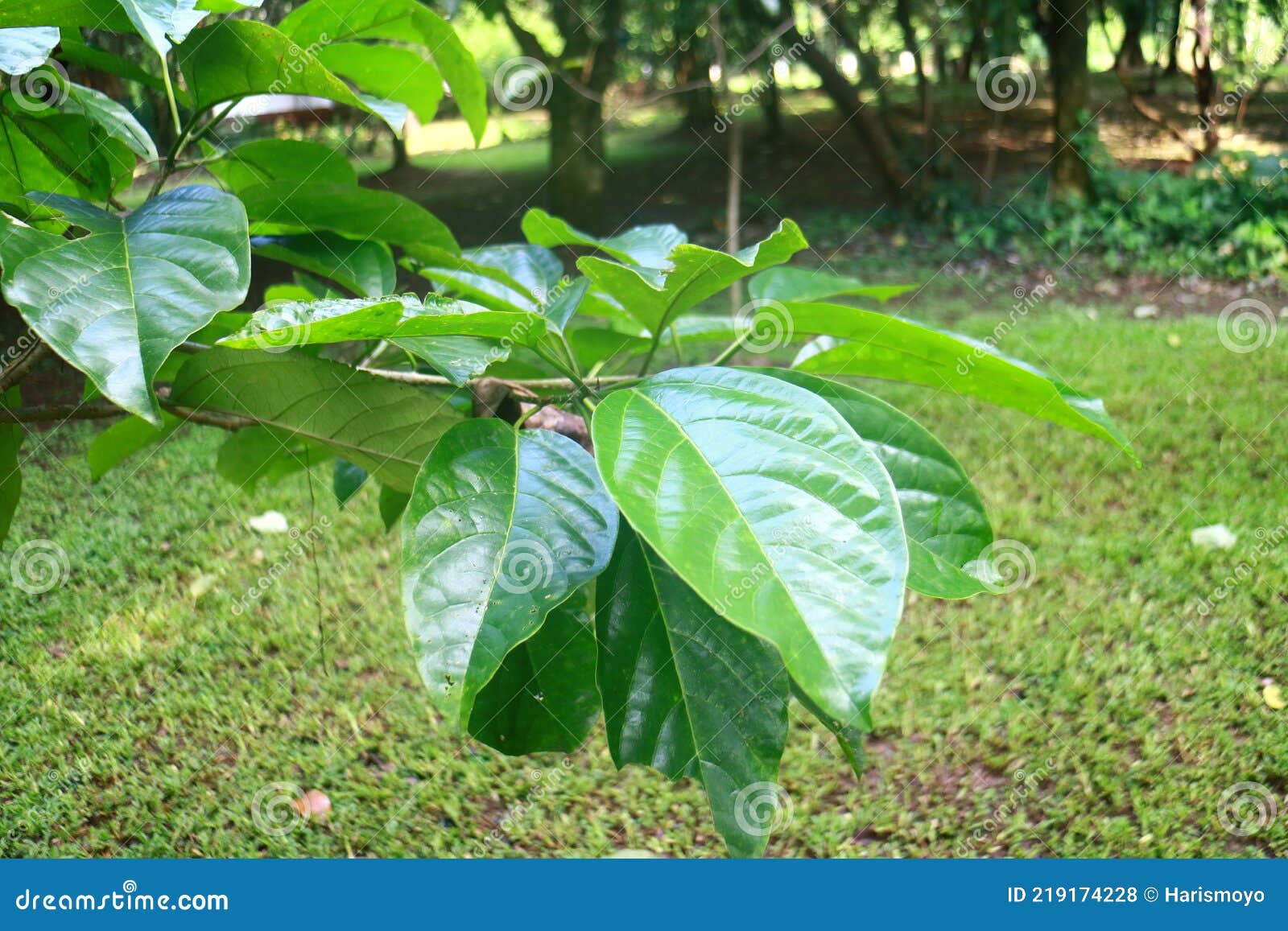 Canarium Nut Tree stock photo. Image of summer, spring - 219174228