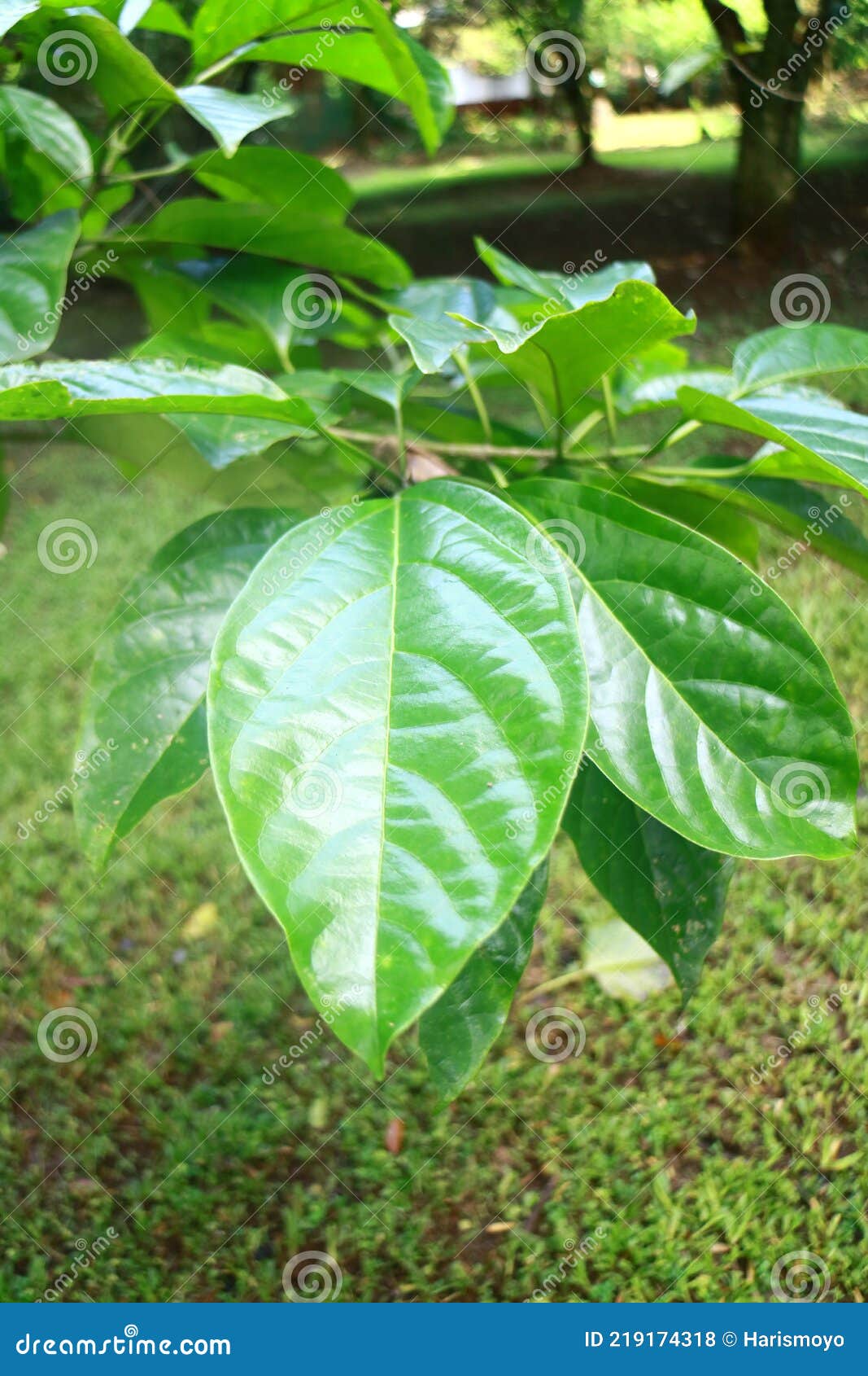 Canarium Nut Tree stock photo. Image of nature, canarium - 219174318