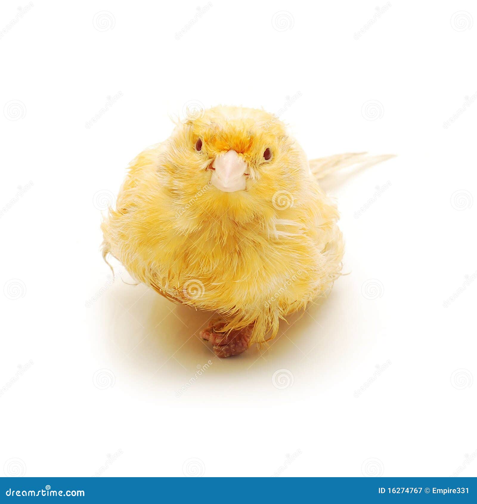 Canary stock image. Image of beak, canary, domestic, yellow - 16274767