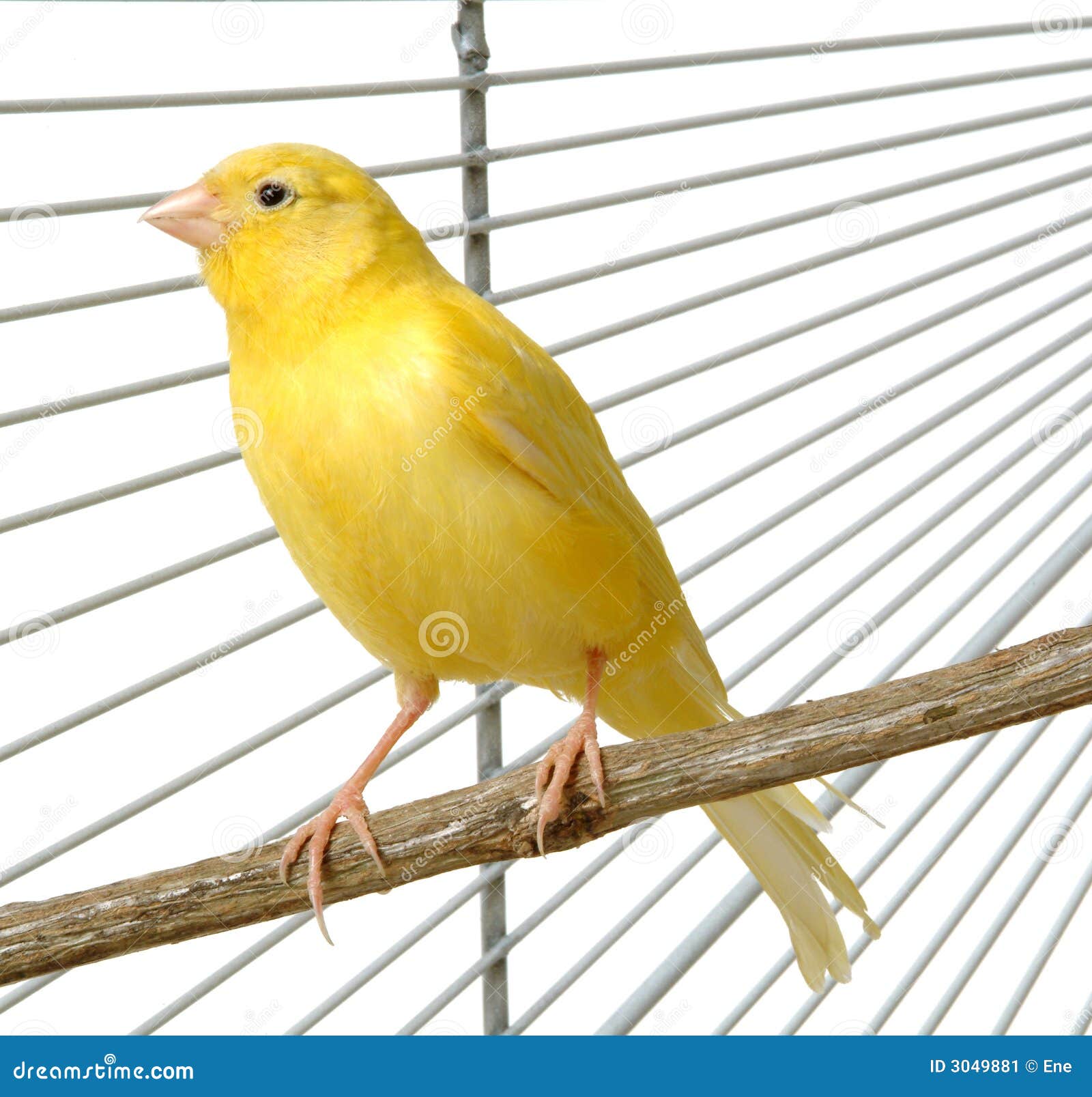 Canary stock image. Image of branch, warbling, perch, gift - 3049881