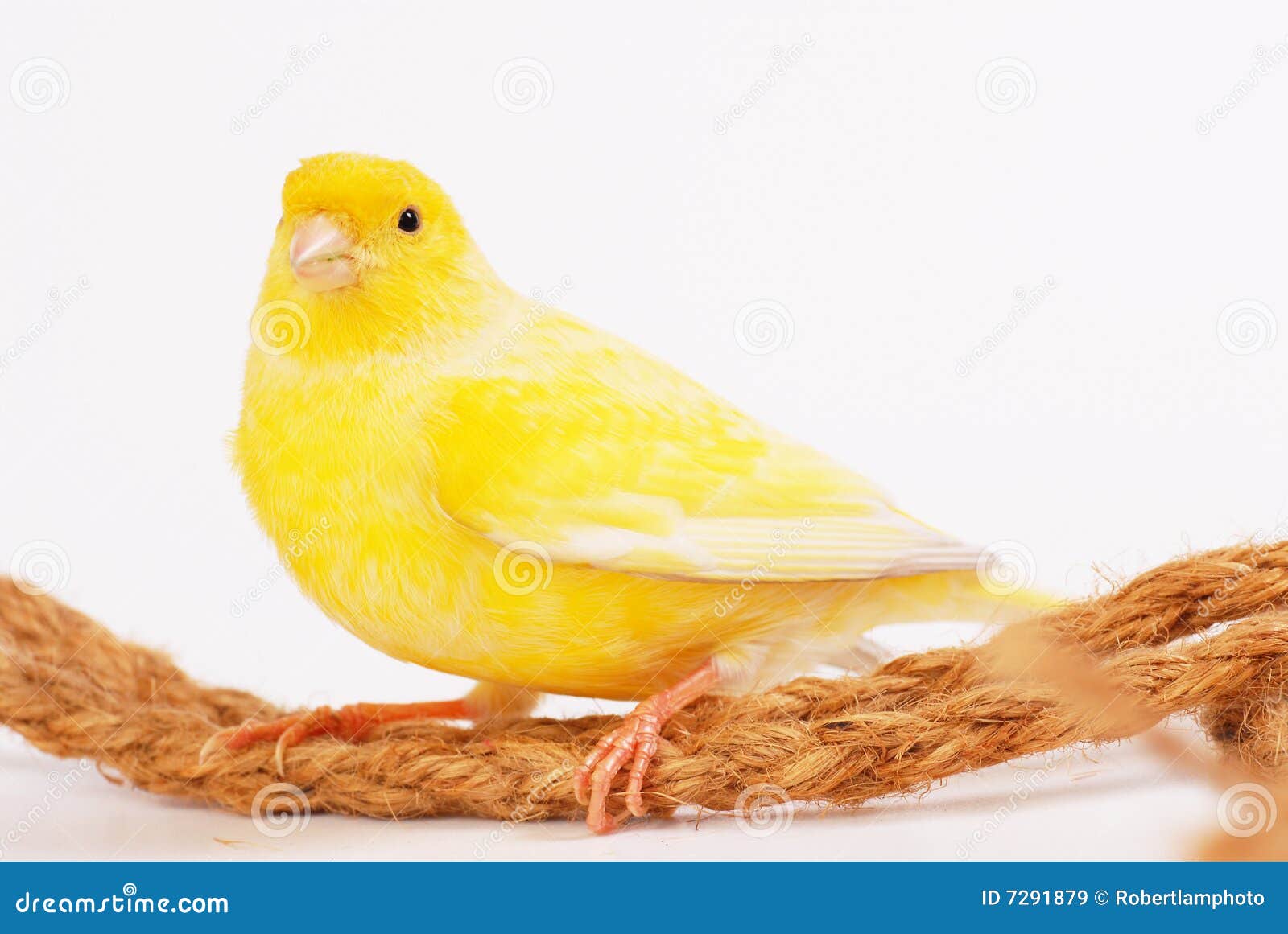 Canary stock image. Image of beak, animals, animal, cute - 7291879