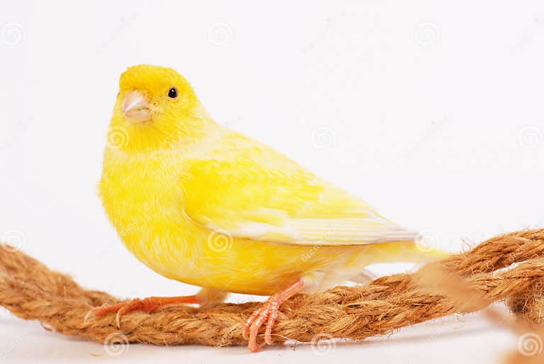 Canary stock image. Image of beak, animals, animal, cute - 7291879