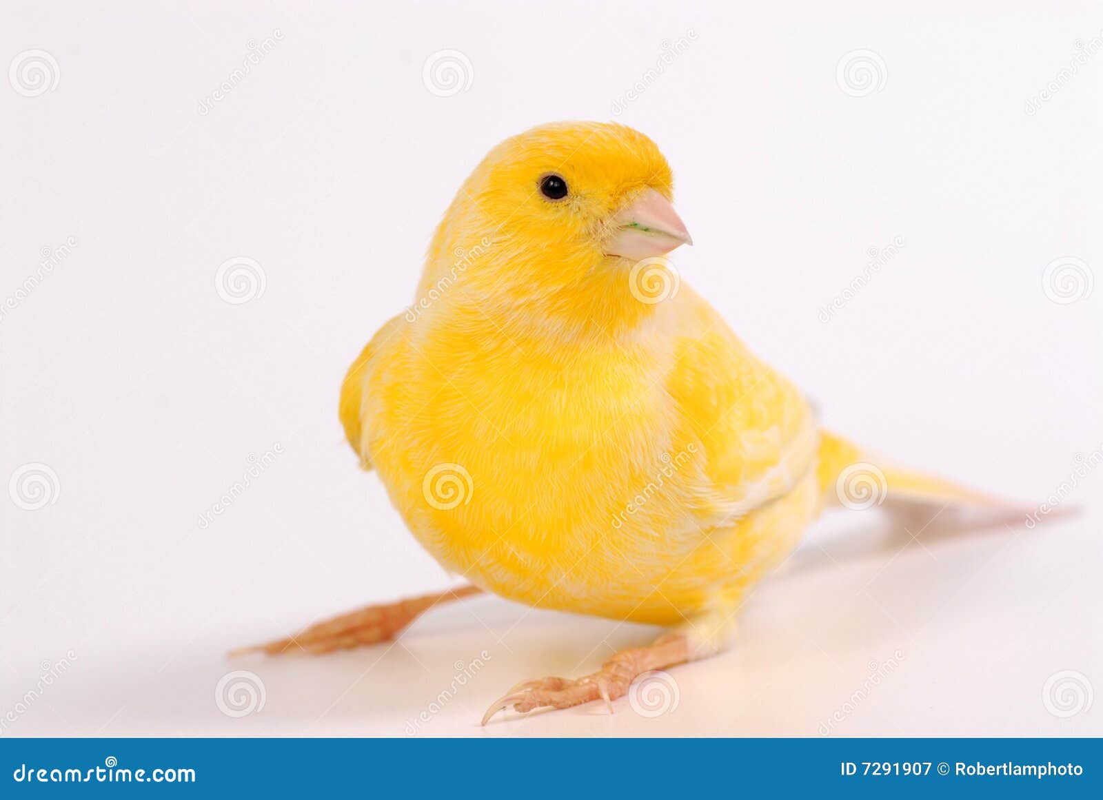 Canary stock image. Image of beak, cute, animal, wing - 7291907
