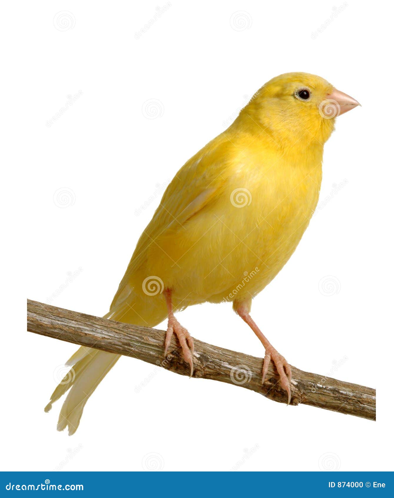 Canary stock photo. Image of home, present, animal, perch - 874000