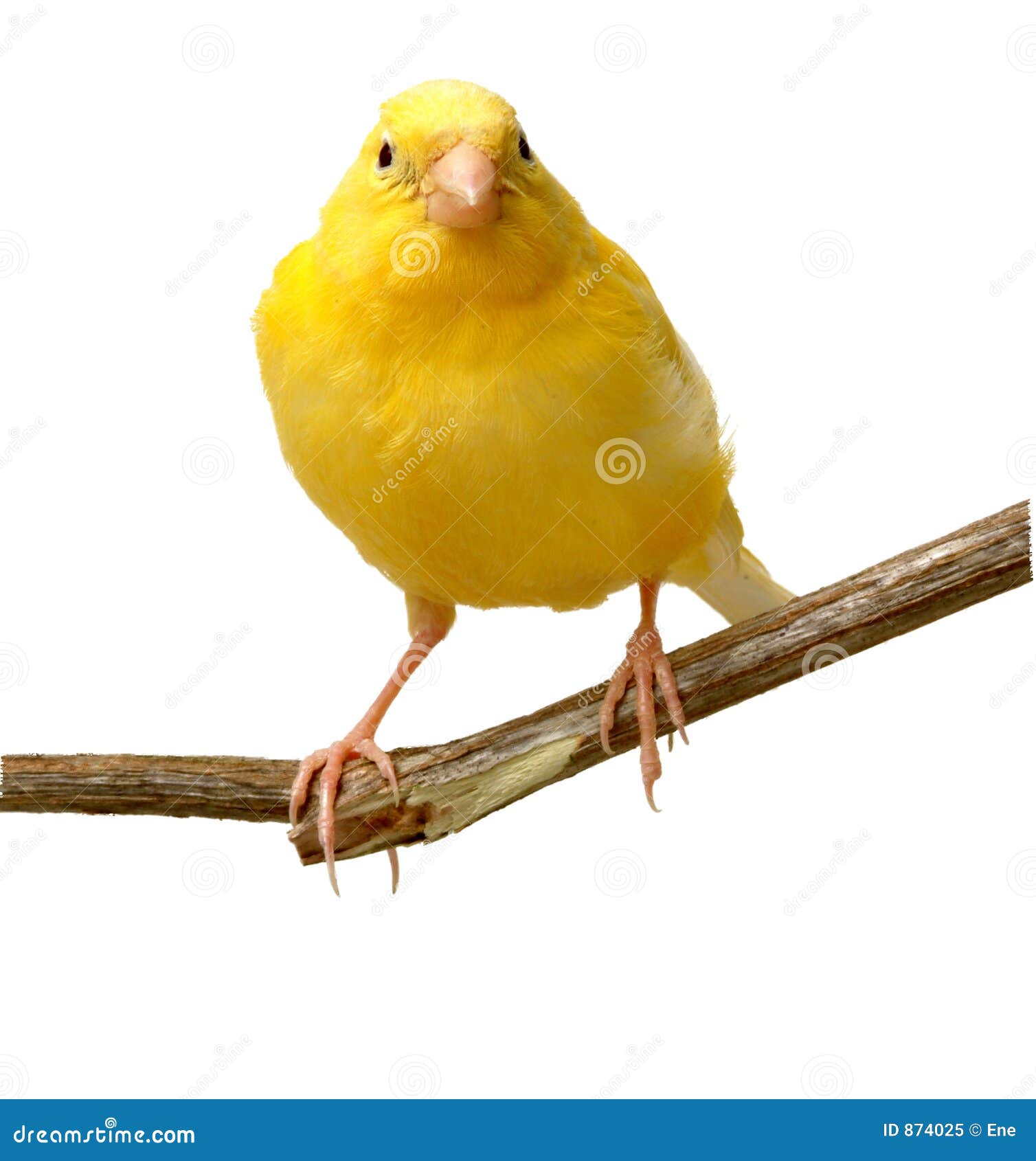 Canary stock image. Image of gift, perch, store, pretty - 874025