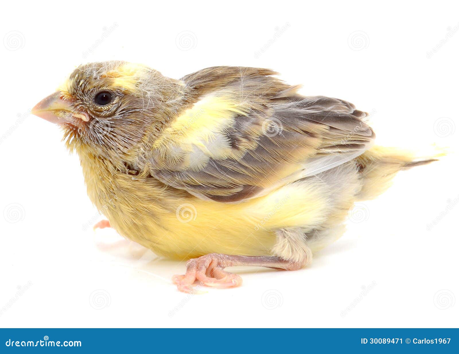 Canary baby stock image. Image of baby, breeding, plucking - 30089471