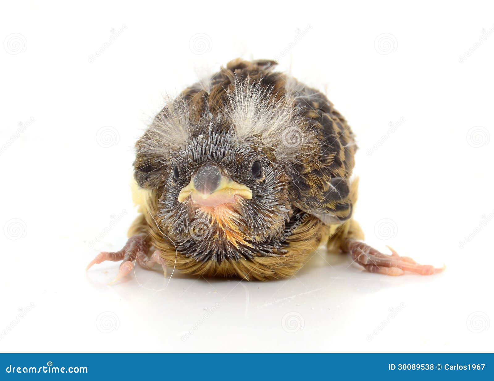 Canary stock photo. Image of plucking, cold, color, development - 30089538
