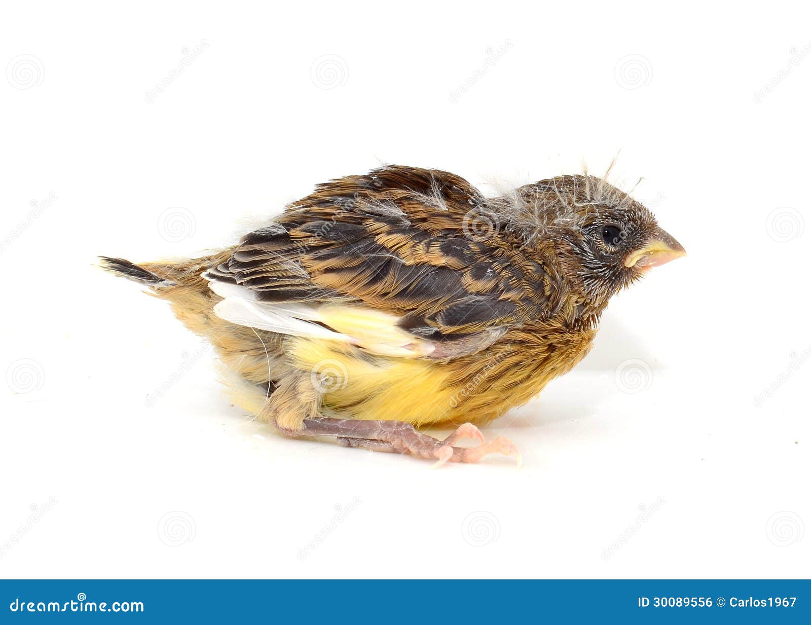 One Canary stock photo. Image of cold, bird, yellow, origin - 30089556