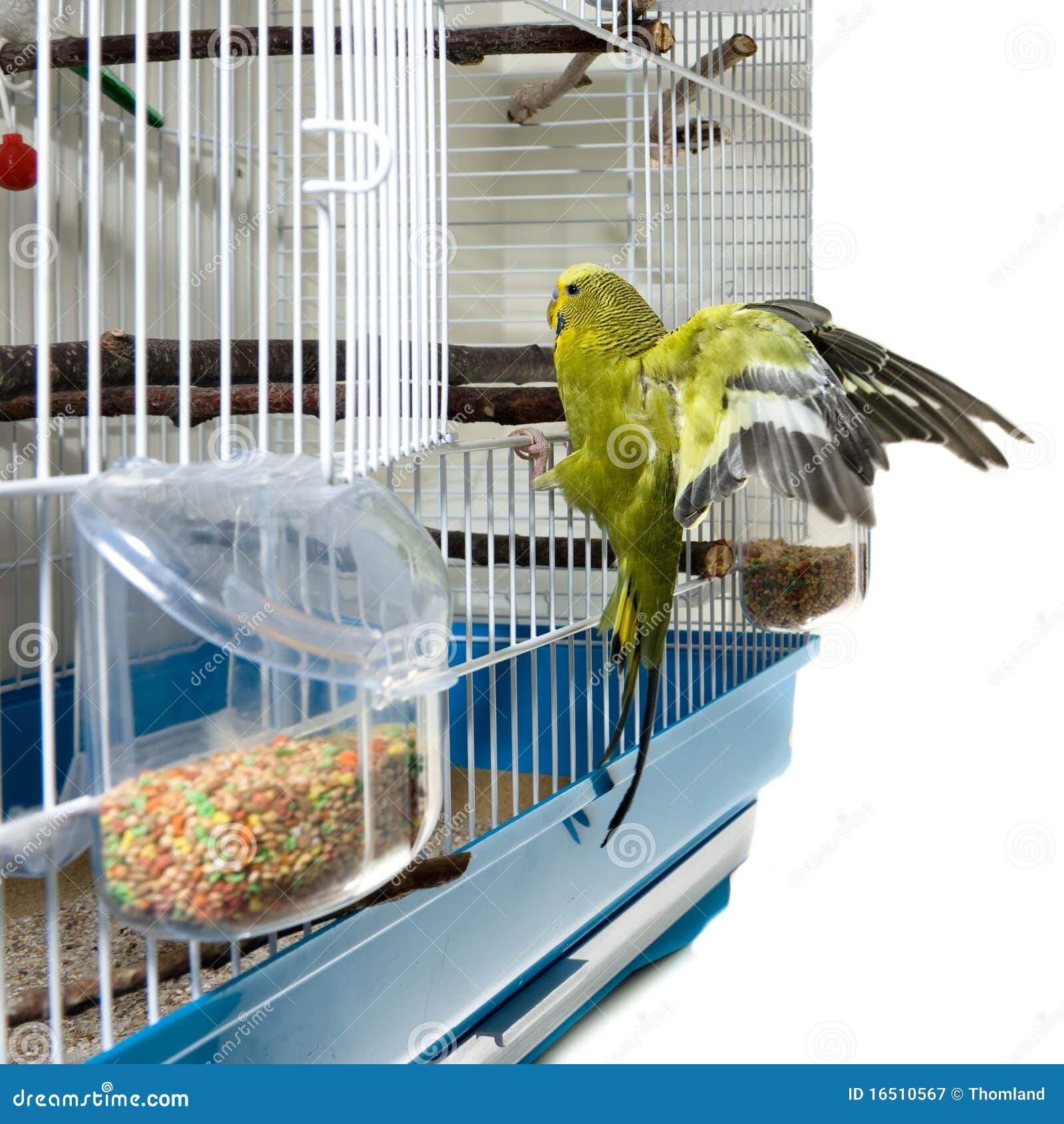 Canary bird stock image. Image of food, white, blue, black - 16510567