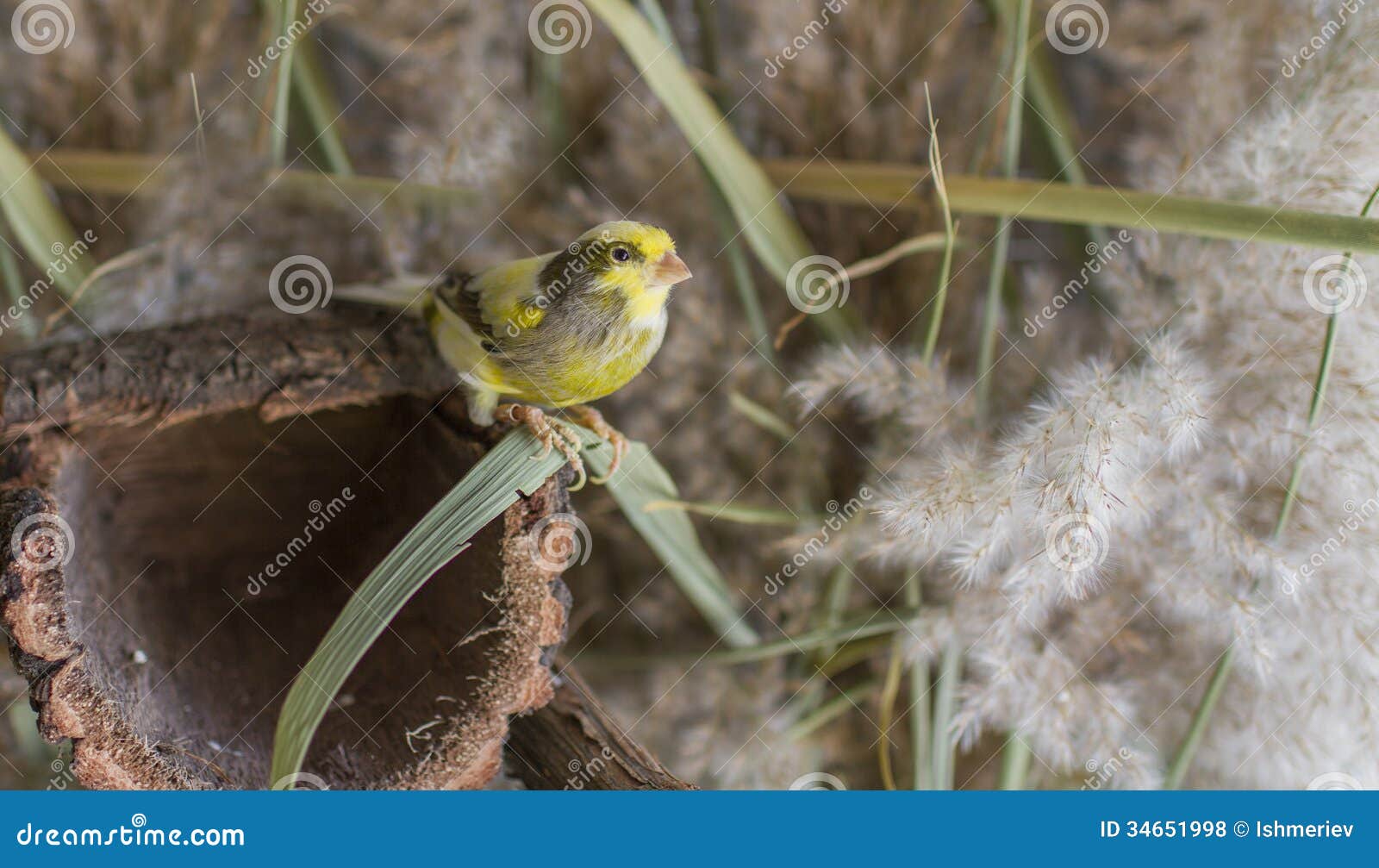 Canary bird stock photo. Image of cage, flying, pets - 34651998