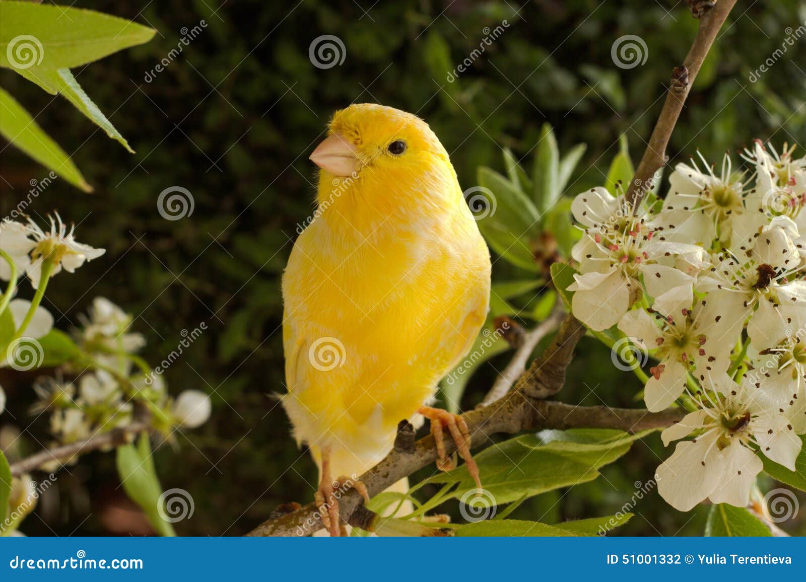 Canary bird. stock photo. Image of canary, songbird, leaves - 51001332