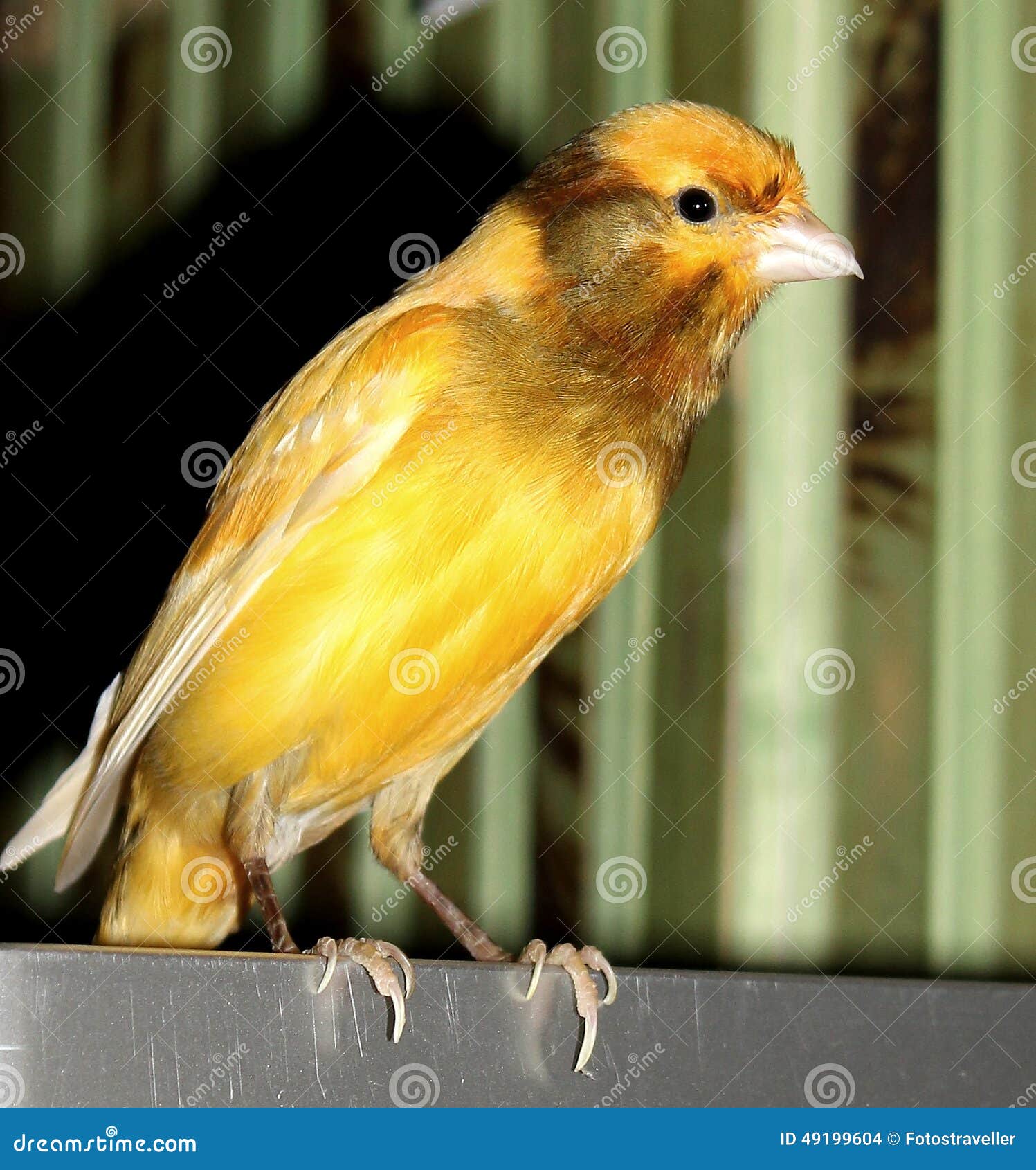 Canary bird stock photo. Image of small, canary, natural - 49199604