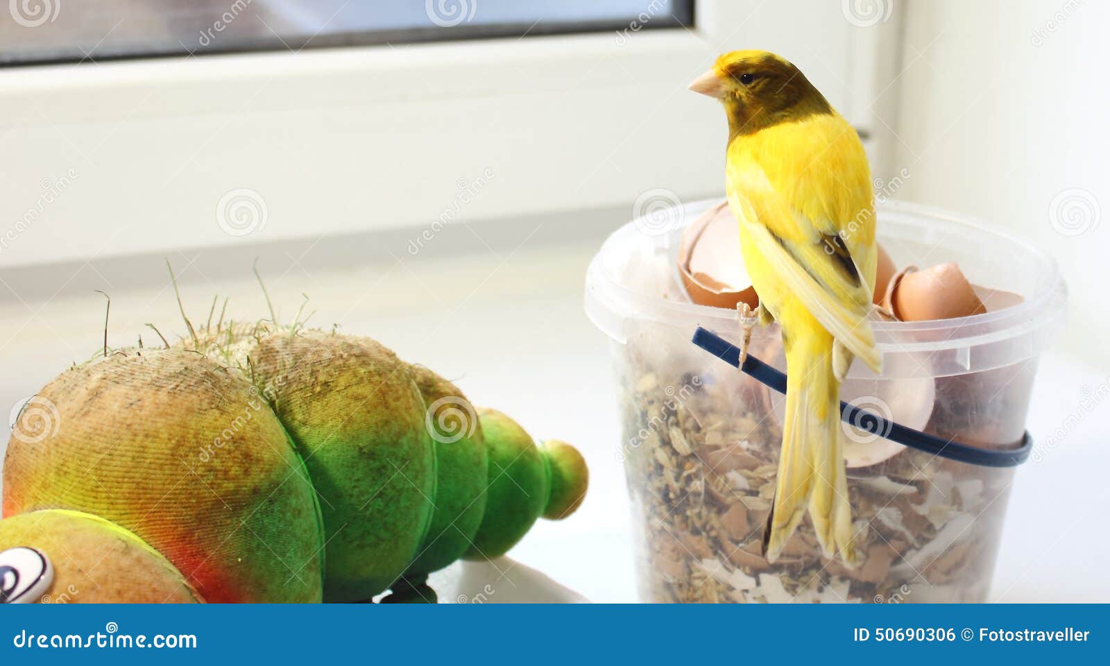 Canary bird stock photo. Image of serinus, passerine - 50690306